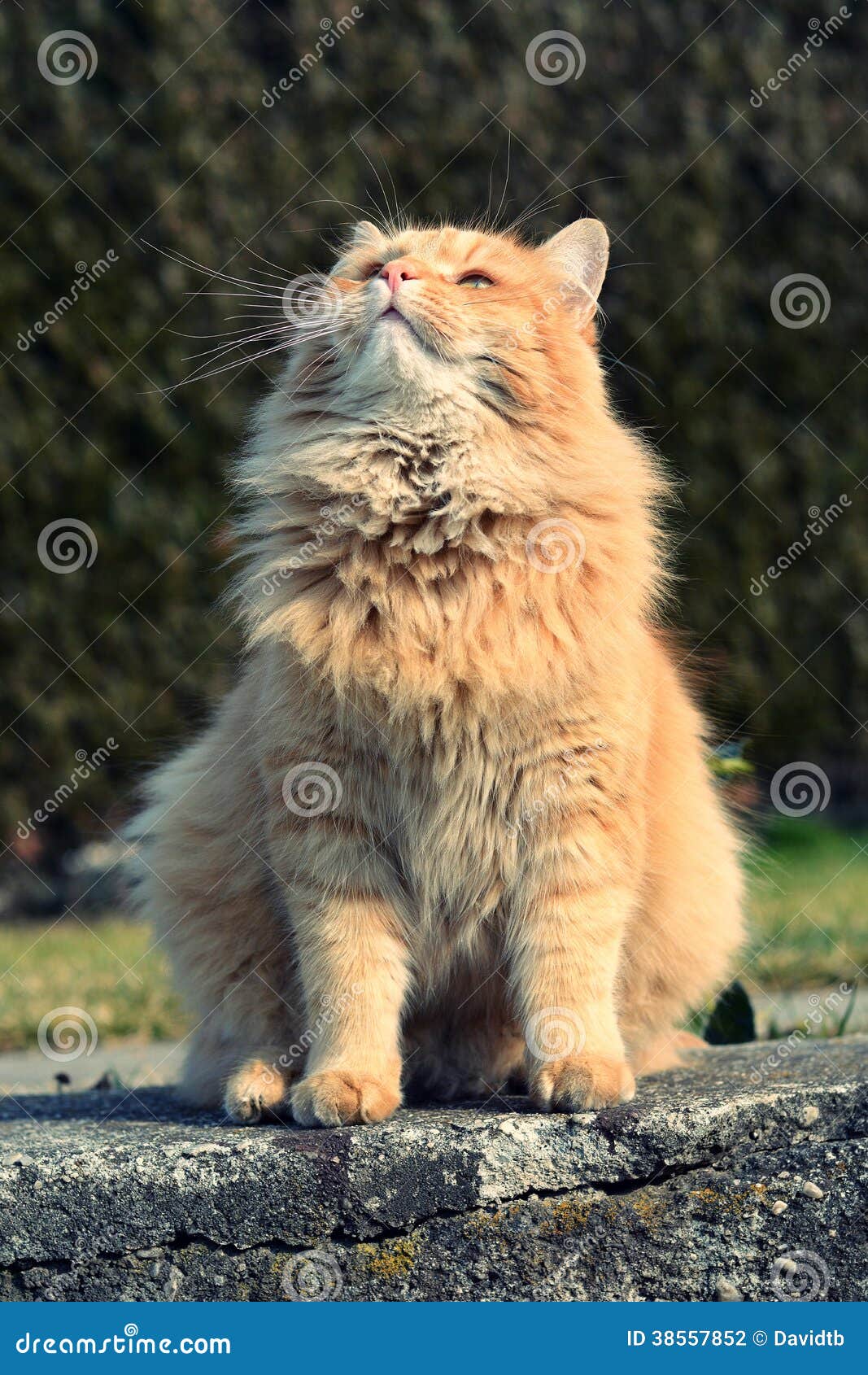 Beautiful proud cat stock photo. Image of garden, breed - 38557852