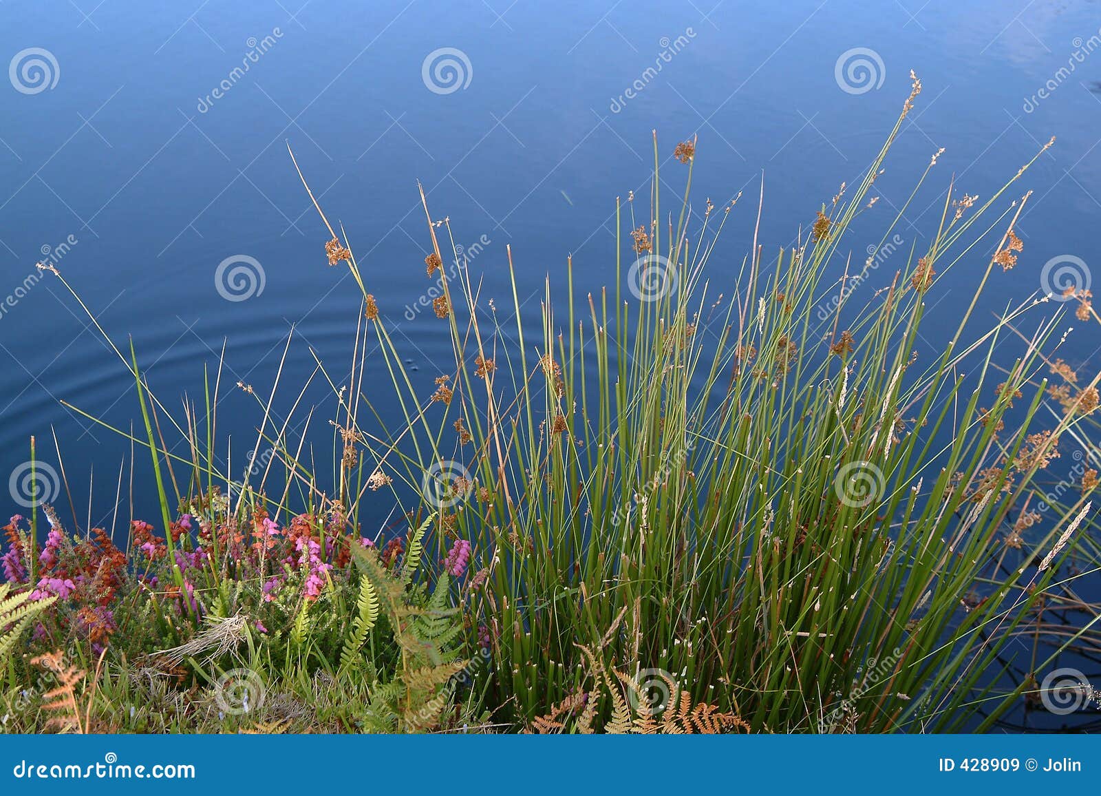 Beautiful puddle, pond stock image. Image of basin, botanic - 428909