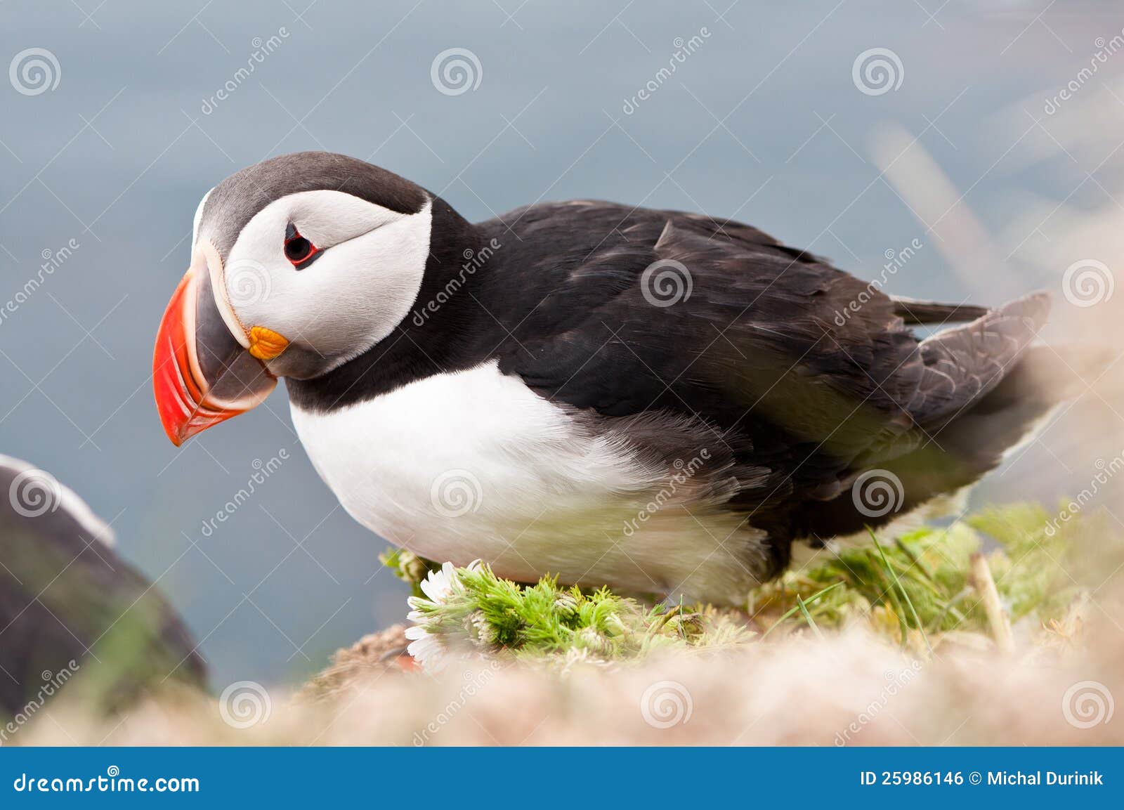 Beautiful Puffin Bird Nesting Stock Photo - Image of atlantic, green ...