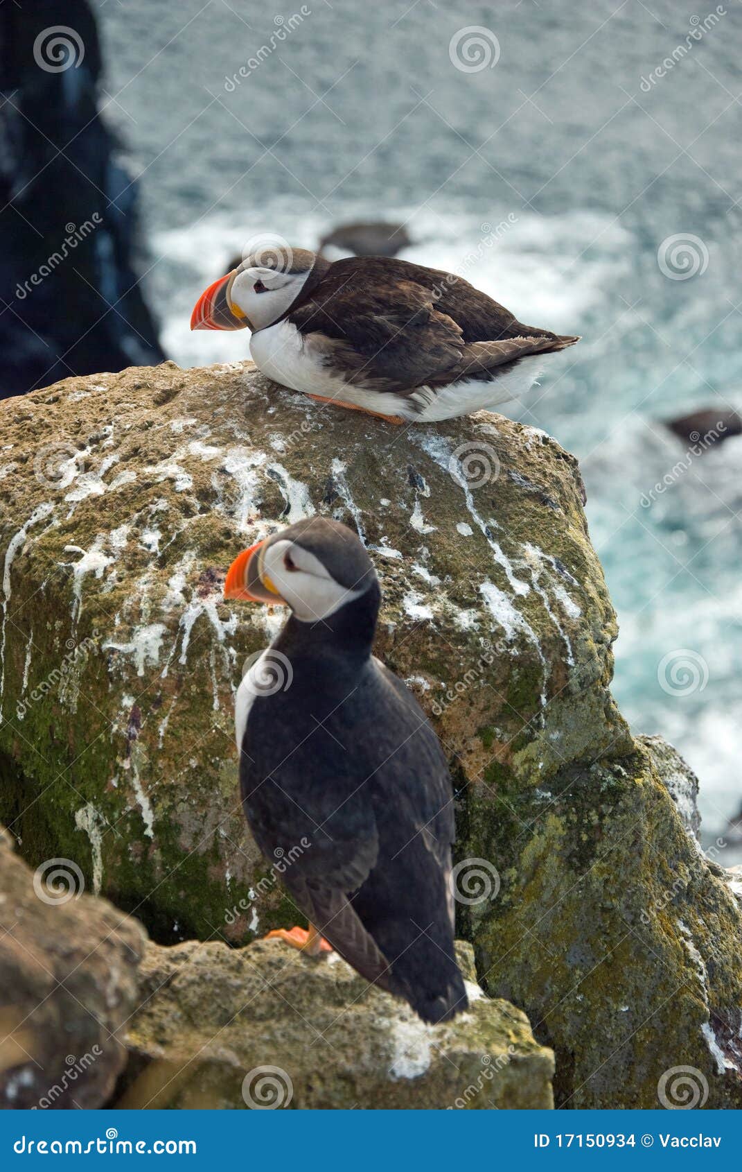Beautiful Puffins on the Iceland Stock Photo - Image of country, cliff ...