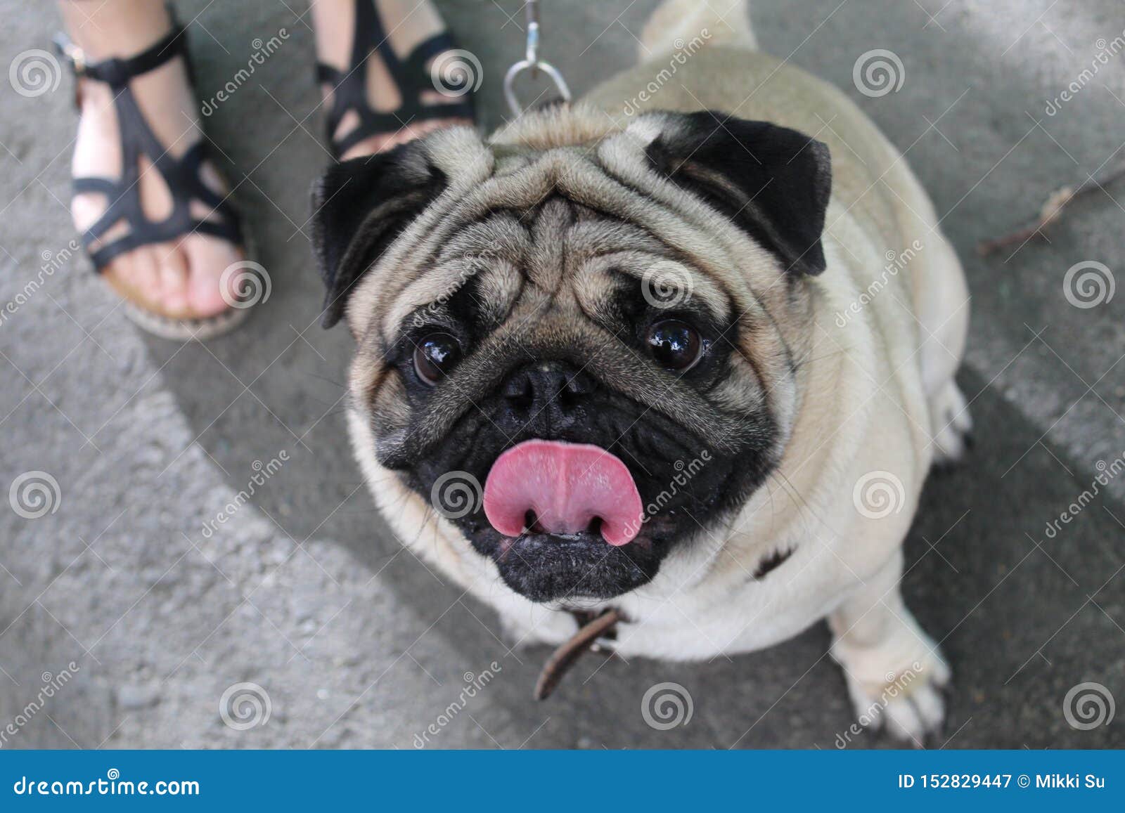 Beautiful pug stock image. Image of years, beautiful - 152829447