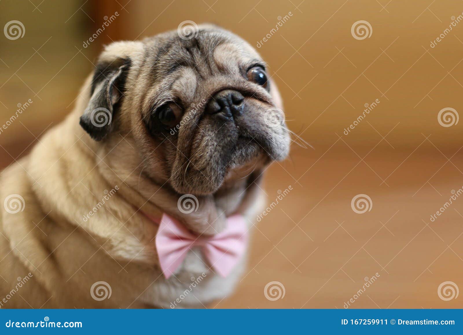 Beautiful pug in a bowtie stock image. Image of beautiful - 167259911