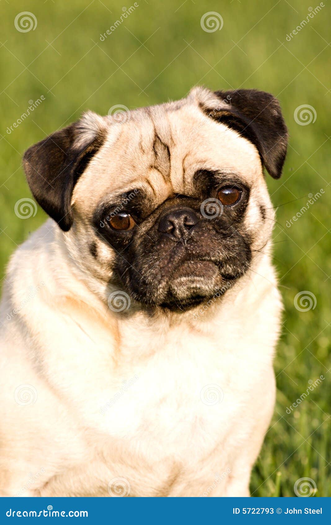 A beautiful Pug dog stock image. Image of curious, canine - 5722793