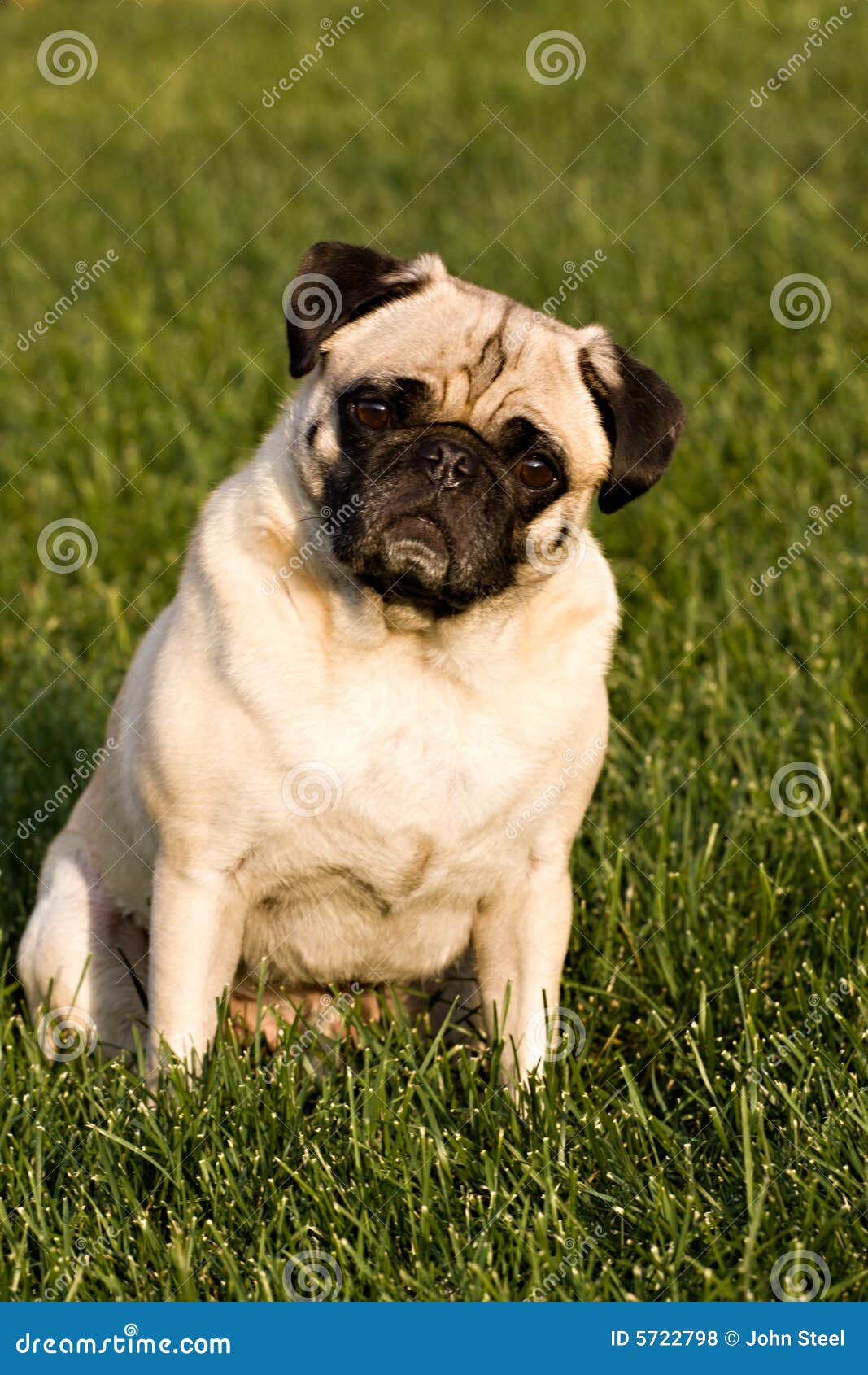 Beautiful pug dog stock photo. Image of breed, canine - 5722798