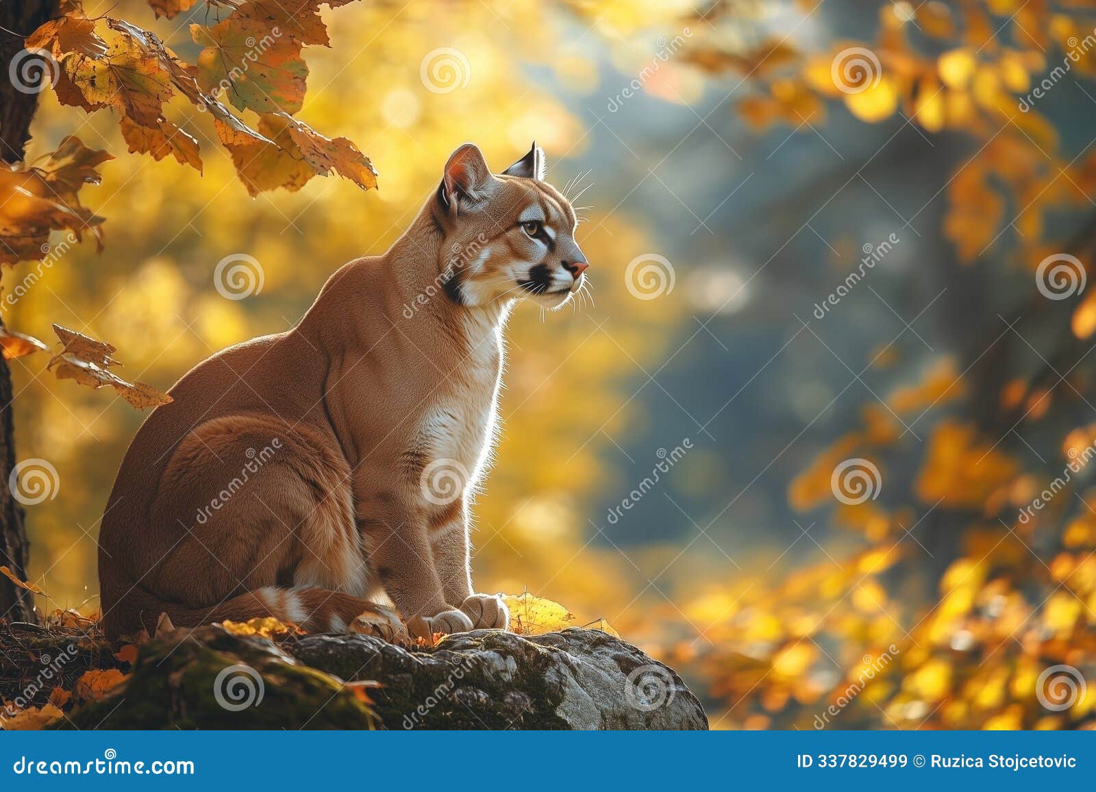 Beautiful Puma in Forest Ai Photo Stock Illustration - Illustration of ...