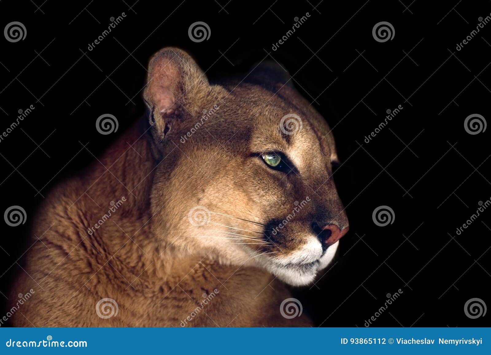 Beautiful puma portrait stock photo. Image of dangerous - 93865112