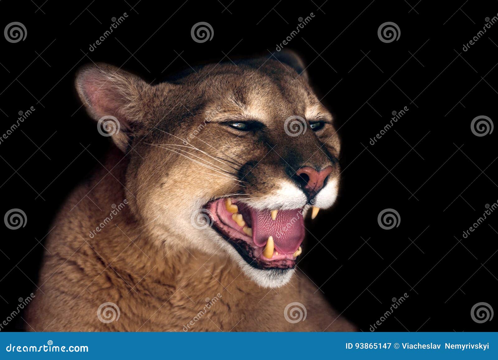 Beautiful puma portrait stock image. Image of head, fauna - 93865147