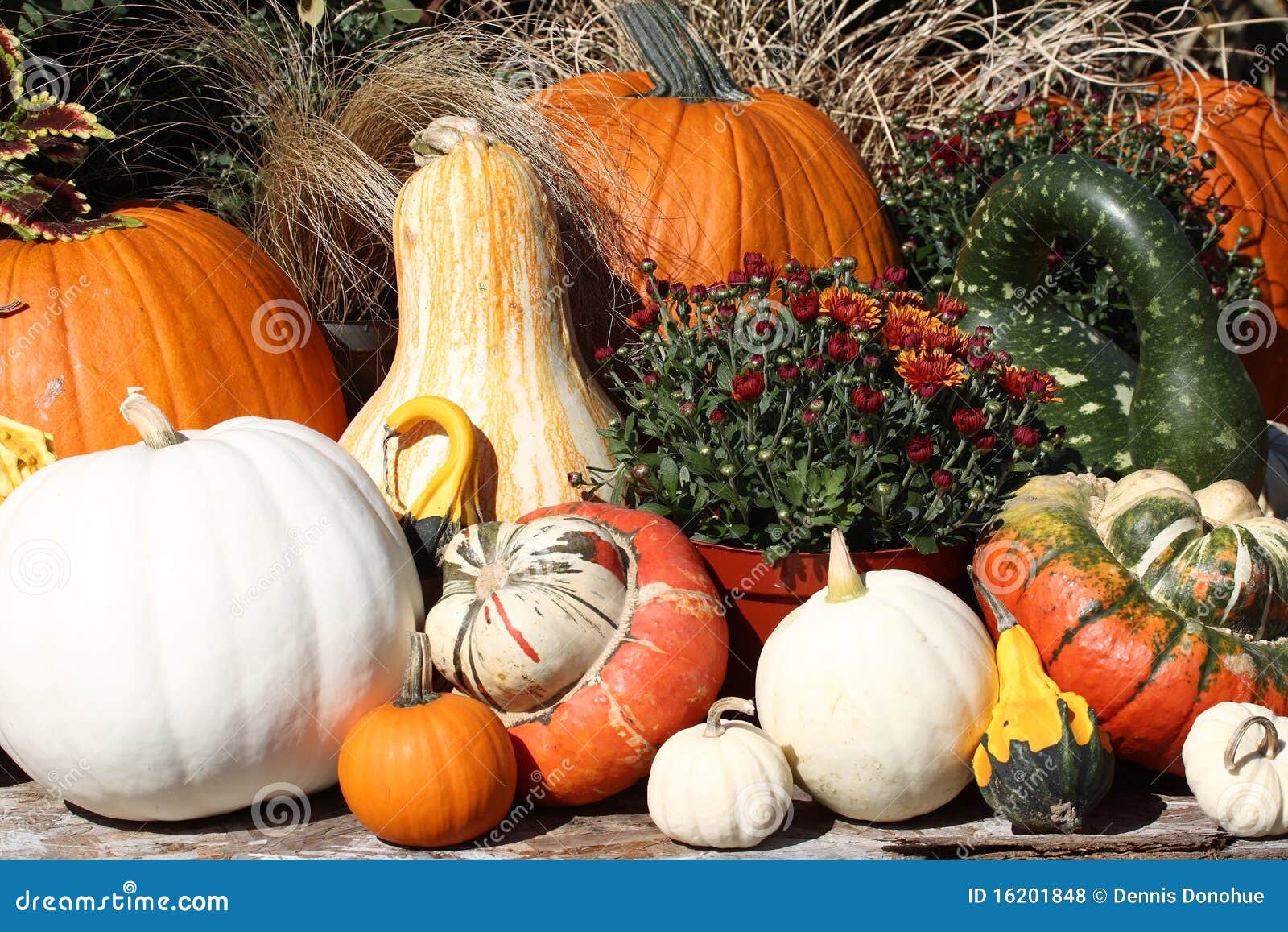 Beautiful Pumpkins and Squash Stock Photo - Image of harvest ...