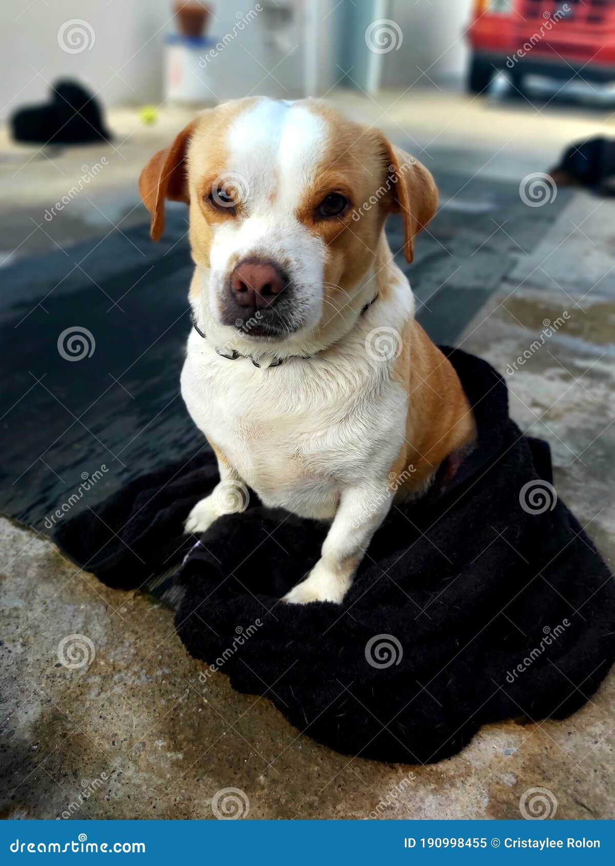 Pug Puppy Dog Being High On Smoking Marijuana Weed Joint, Isolated On ...