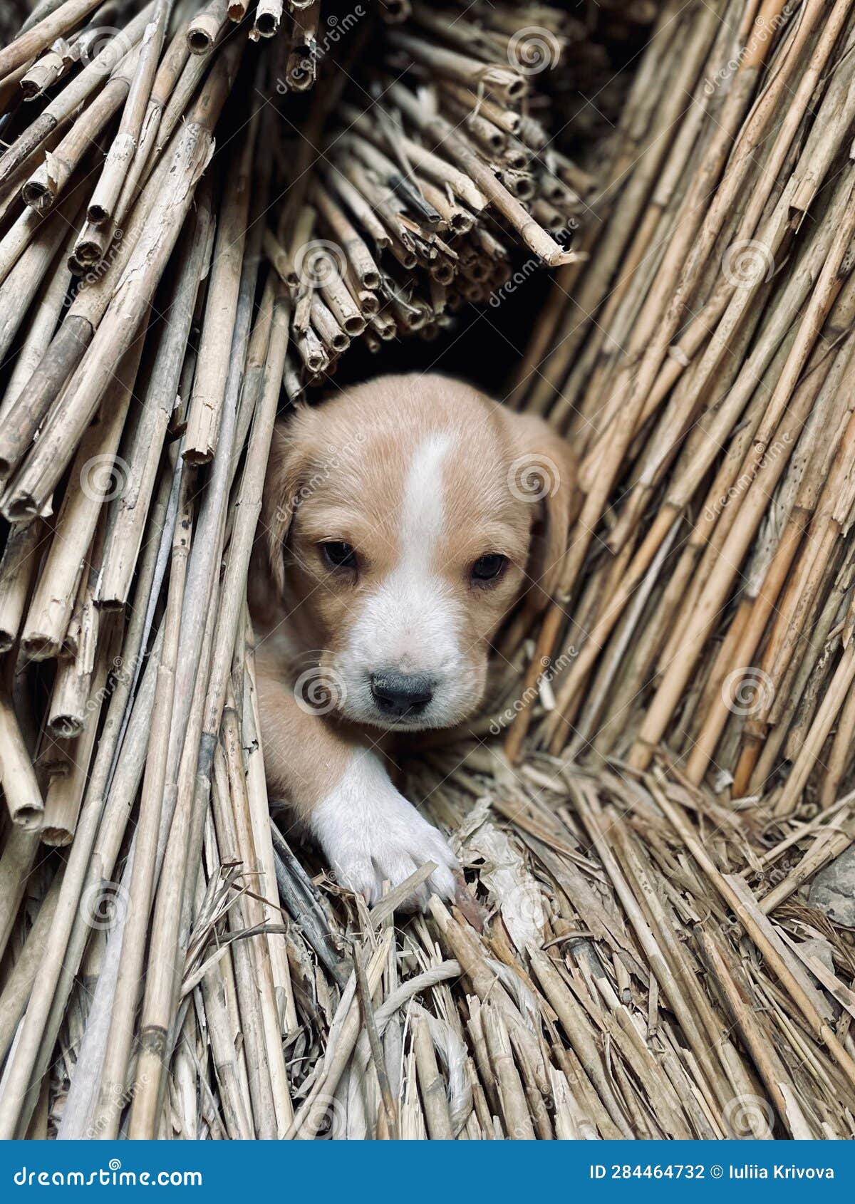 Beautiful Puppy Breed in the Hay Stock Photo - Image of breed, beauty ...