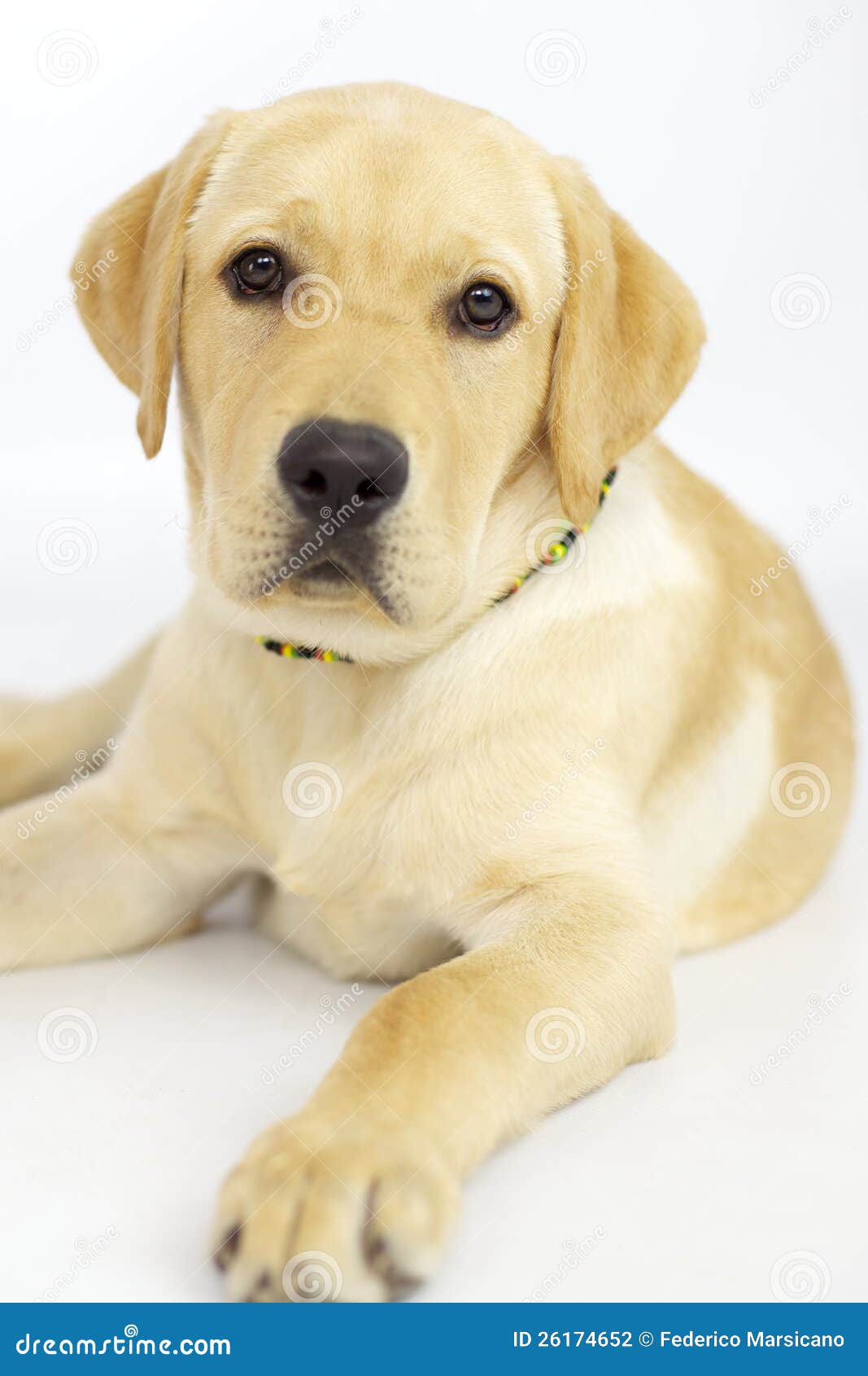 Beautiful Puppy Labrador Dog Stock Photo - Image of cute, good: 26174652