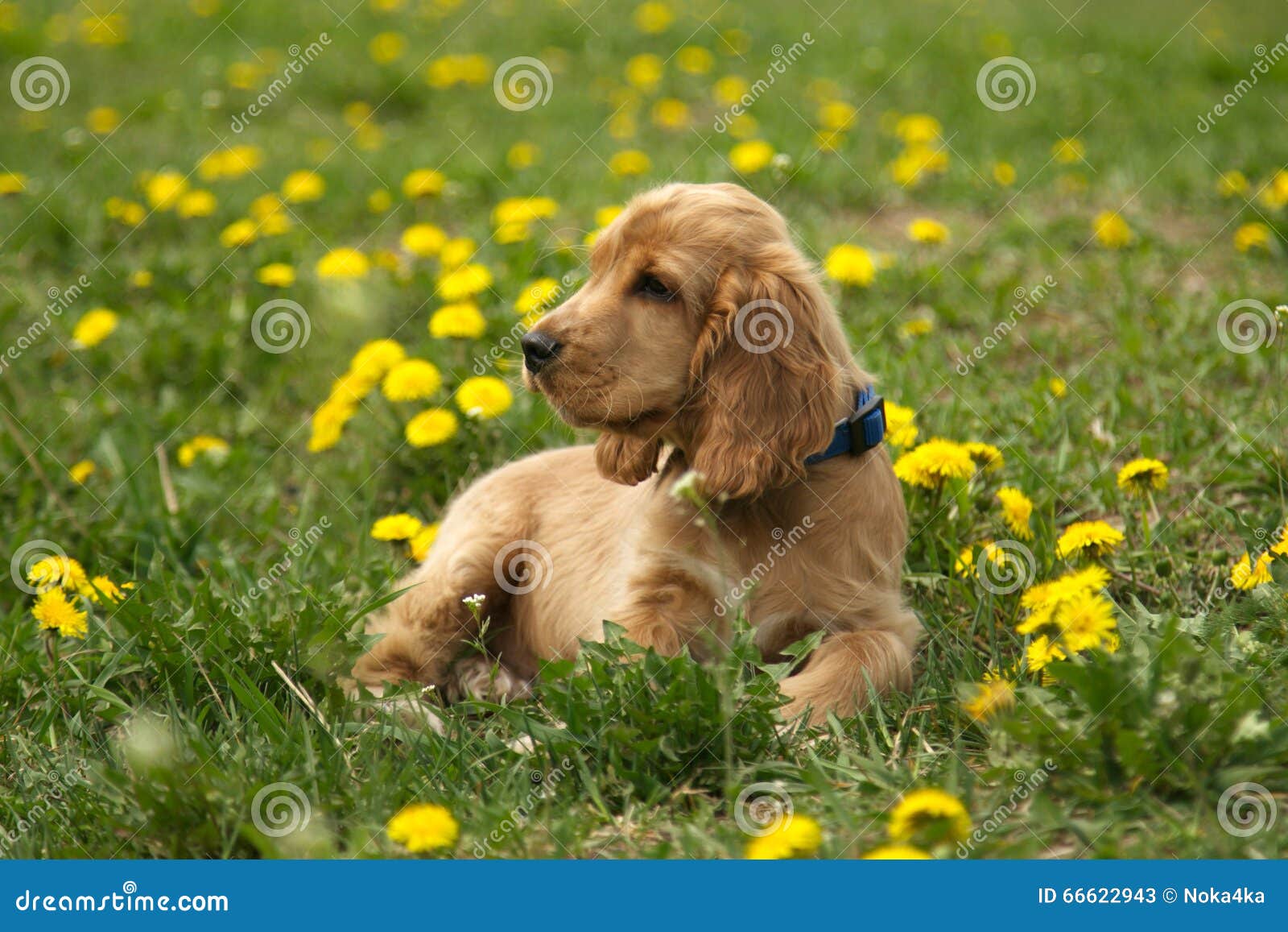 Beautiful Puppy Red Spaniel on the Green Grass. Stock Image - Image of ...