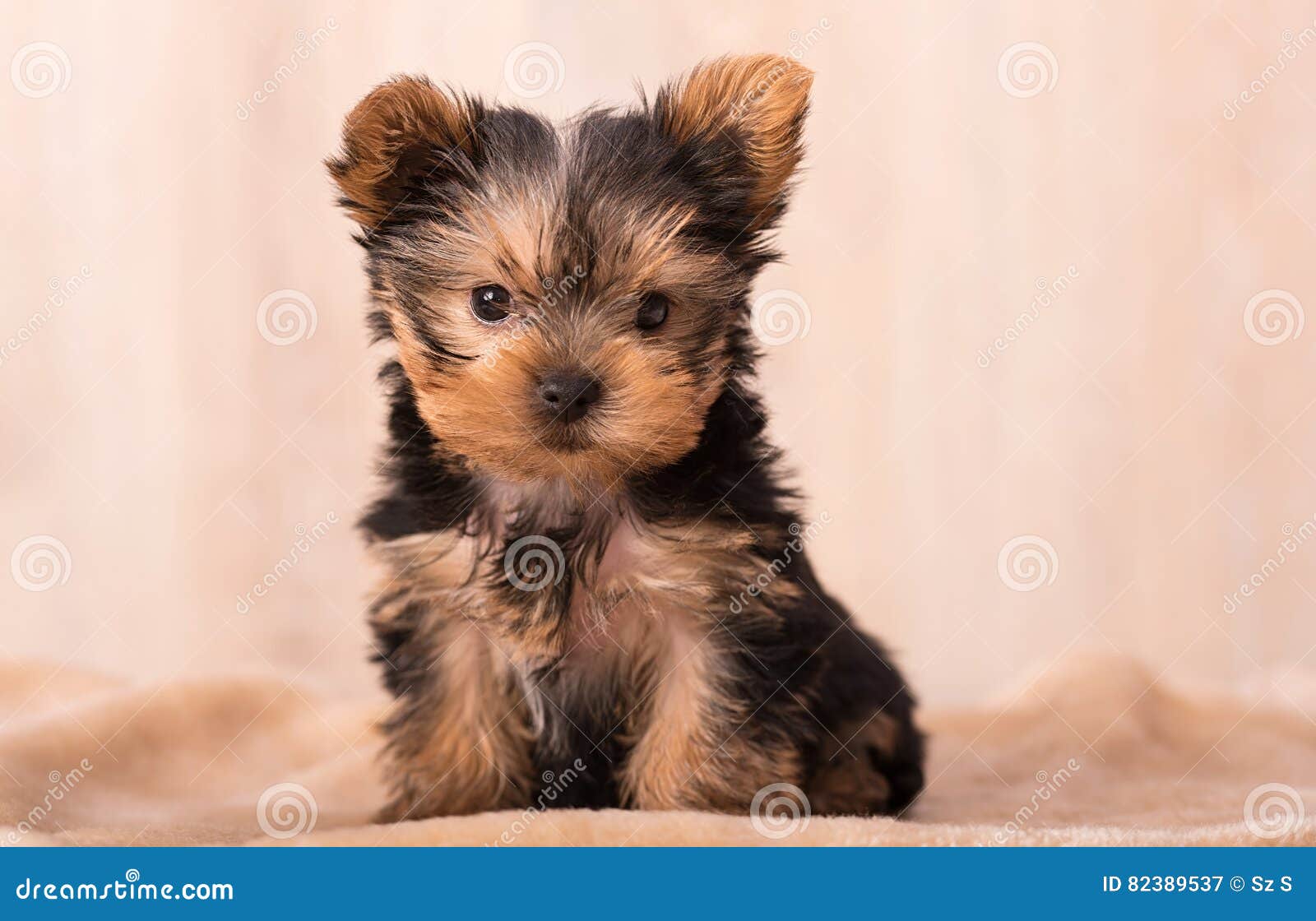 Beautiful Puppy Yorkshire Terrier Posing Stock Image - Image of friend ...