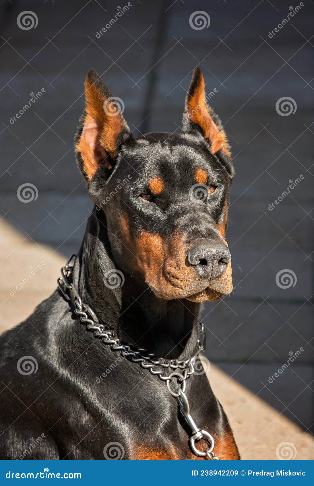 Beautiful Pure Bred Doberman Pincher Stock Image - Image of beutiful ...