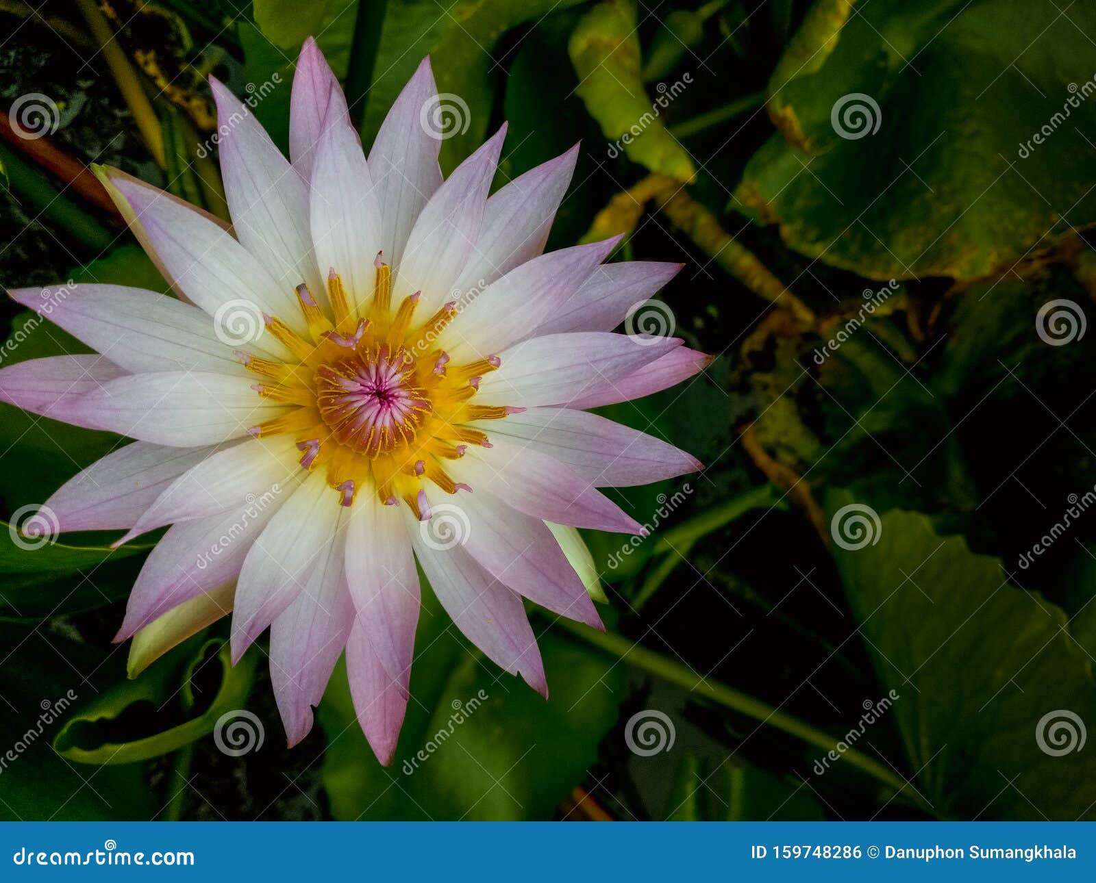 Beautiful, Pure White Lotus Flower. Stock Photo - Image of daisy, brown ...