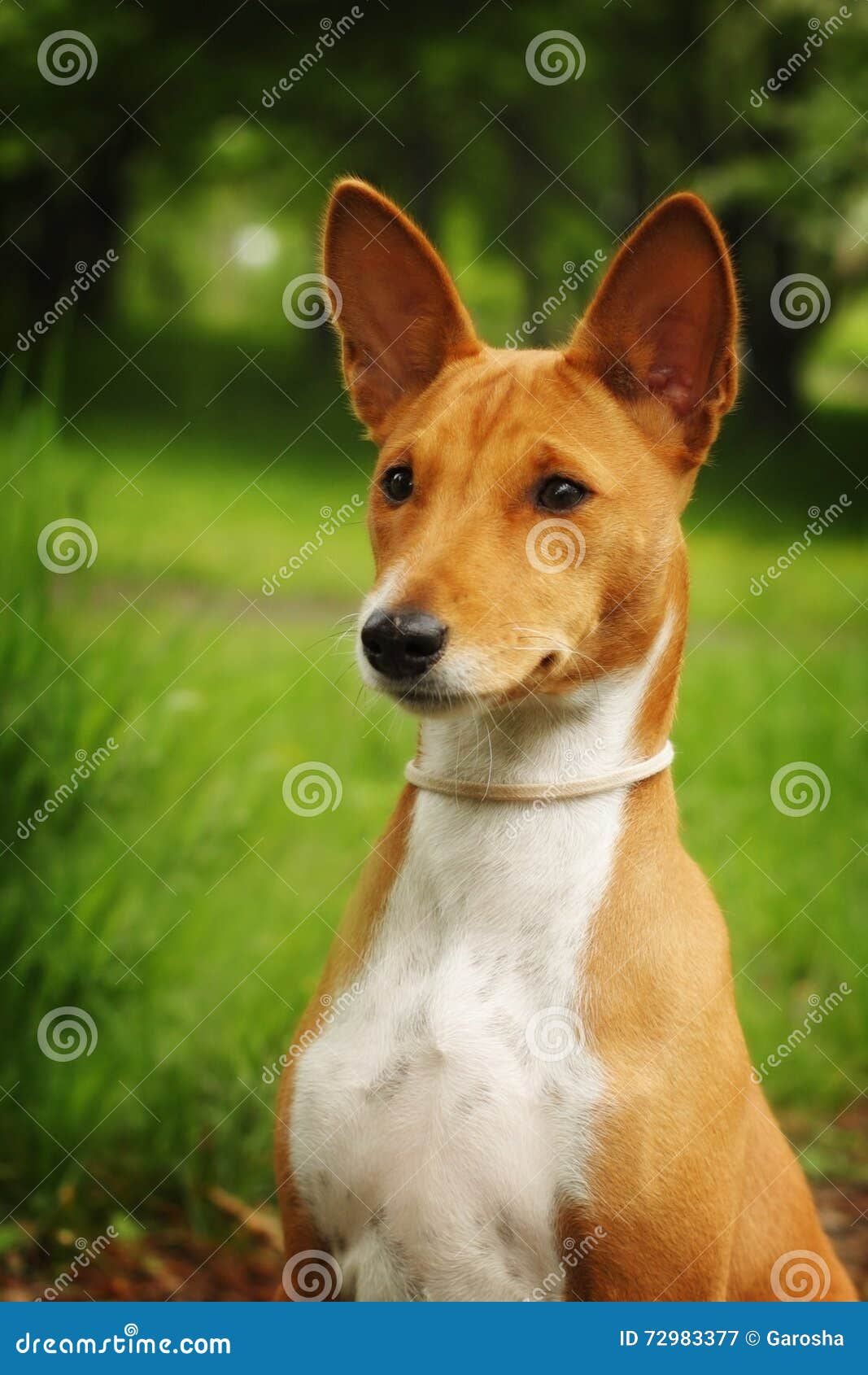 Beautiful Purebred Basenji Dog Stock Image - Image of pedigree, african ...