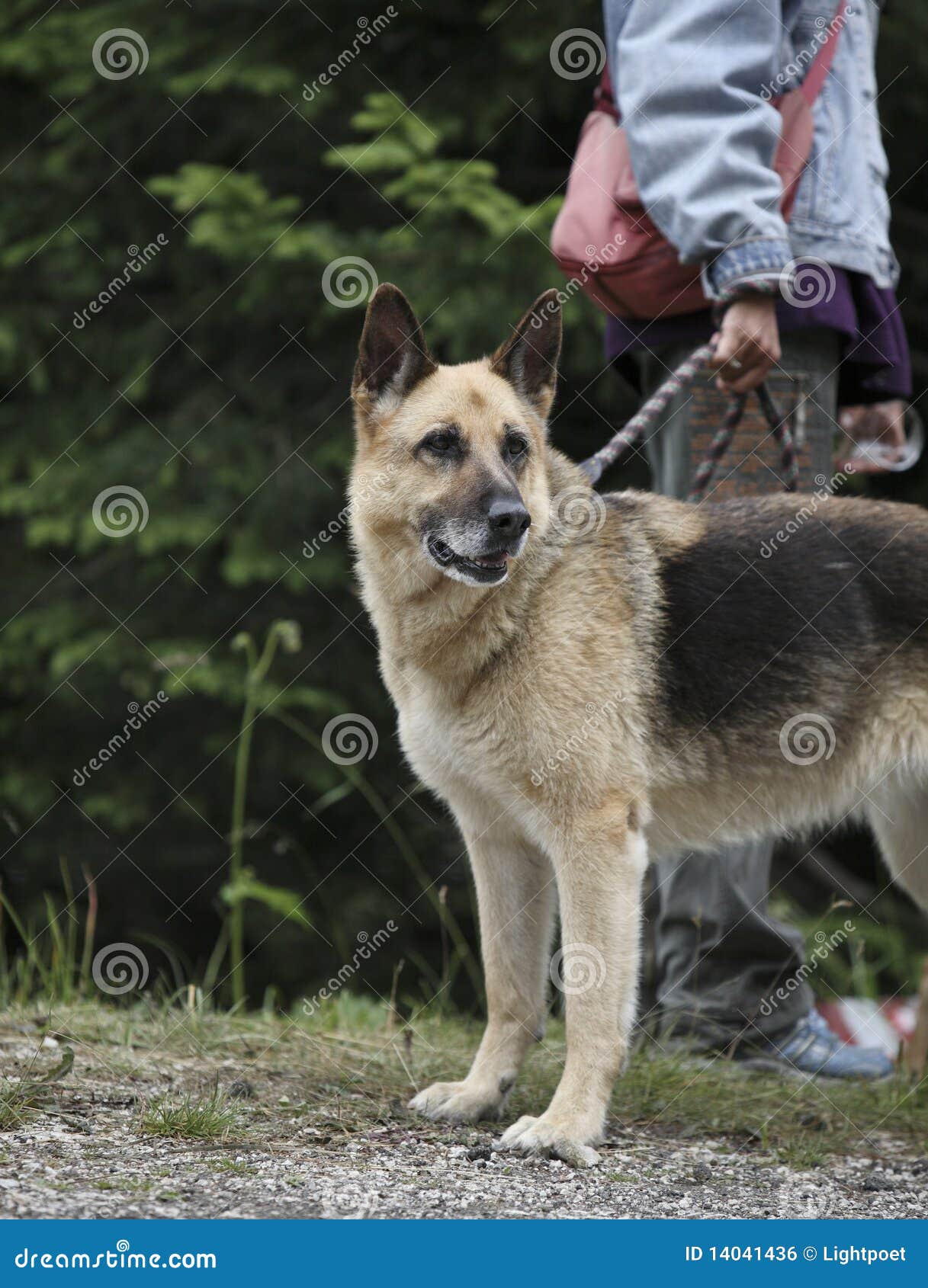 Beautiful Purebred German Shepherd Stock Photo - Image of grass, german ...