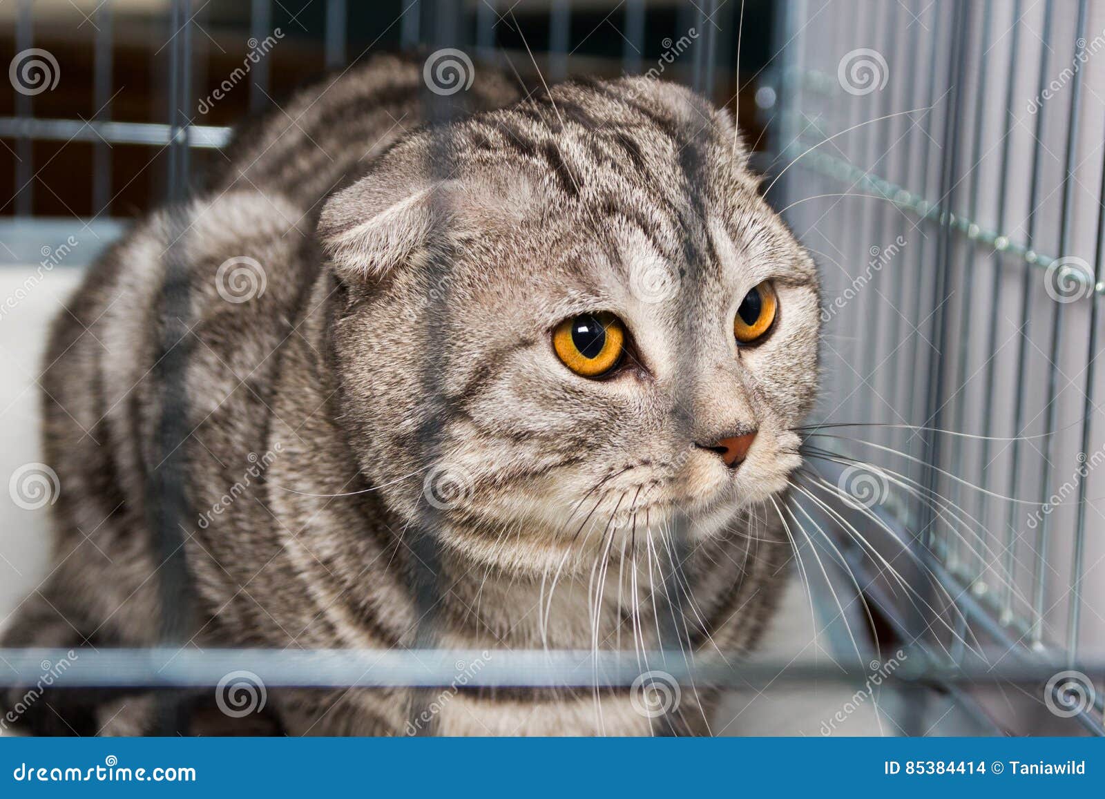 1,244 Cage Exhibition Photos - Free & Royalty-Free Stock Photos from ...