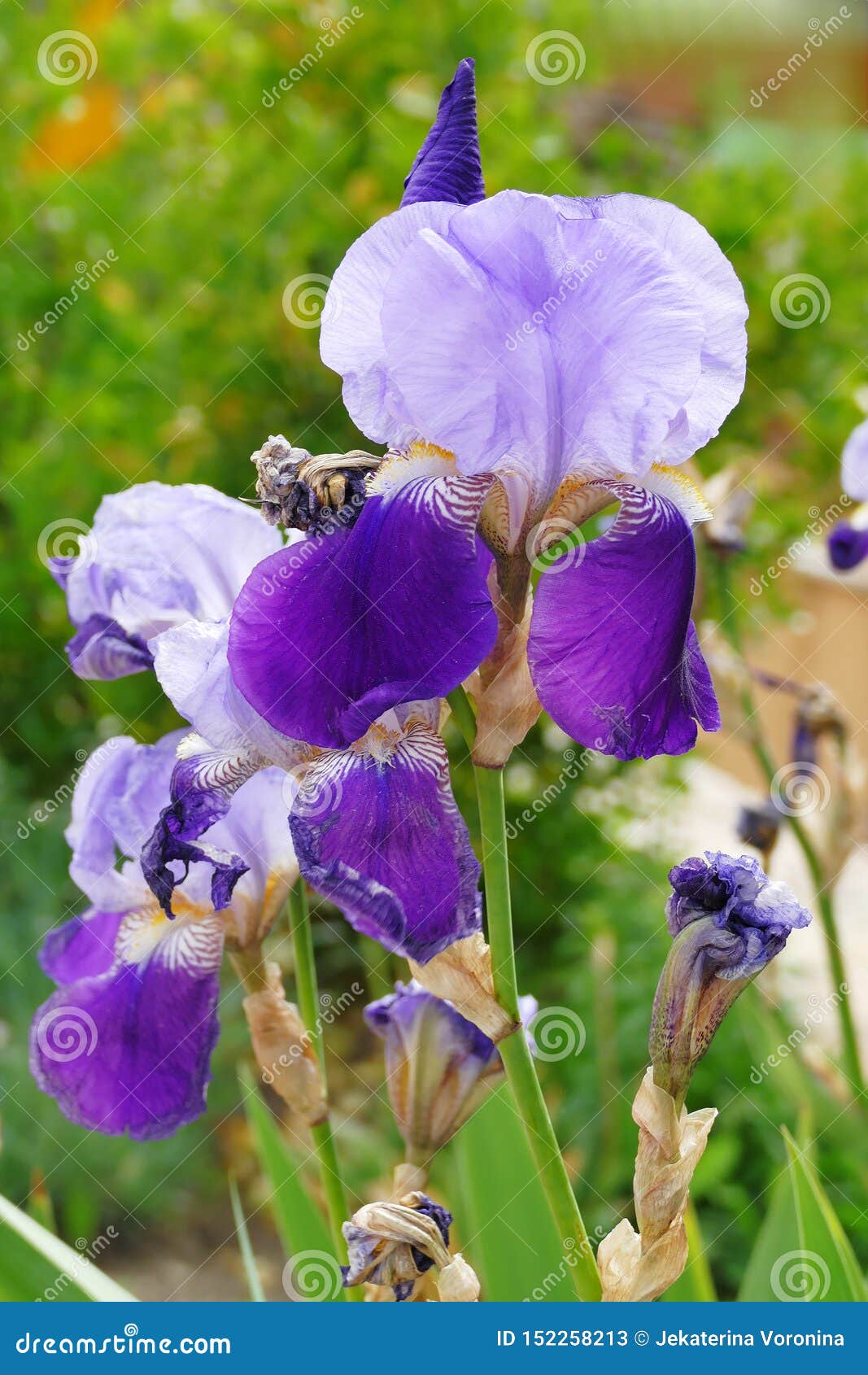 Beautiful Purple Amethyst Flame Iris Flower Stock Image - Image of ...