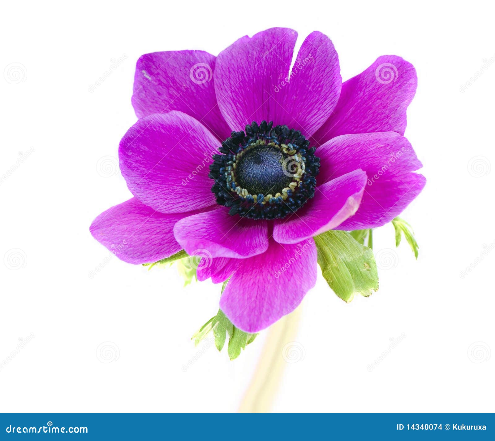 Beautiful Purple Anemone Flower Stock Photo - Image of bloom, plant ...