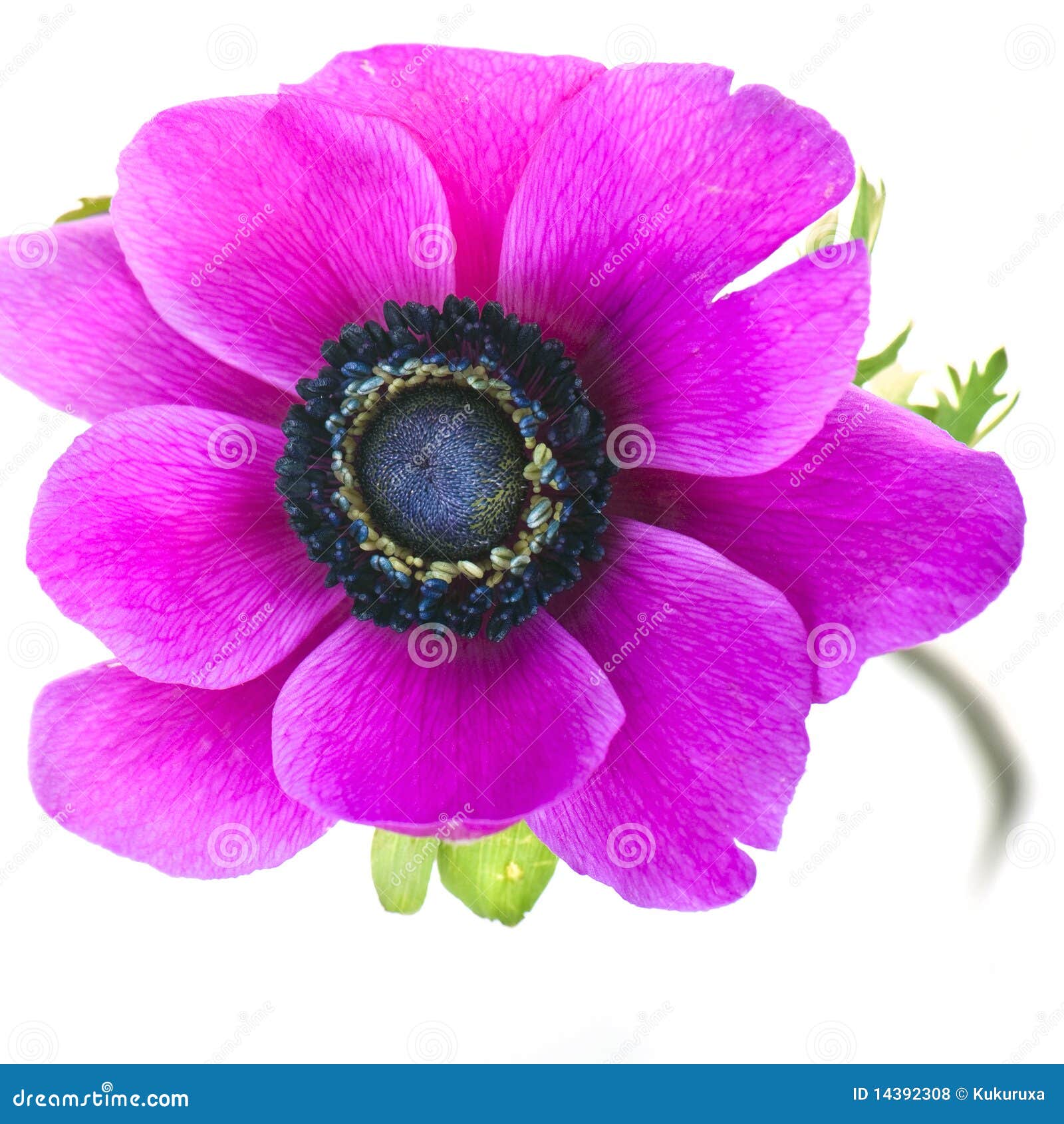 Beautiful Purple Anemone Flower Stock Photo - Image of blue, plant ...