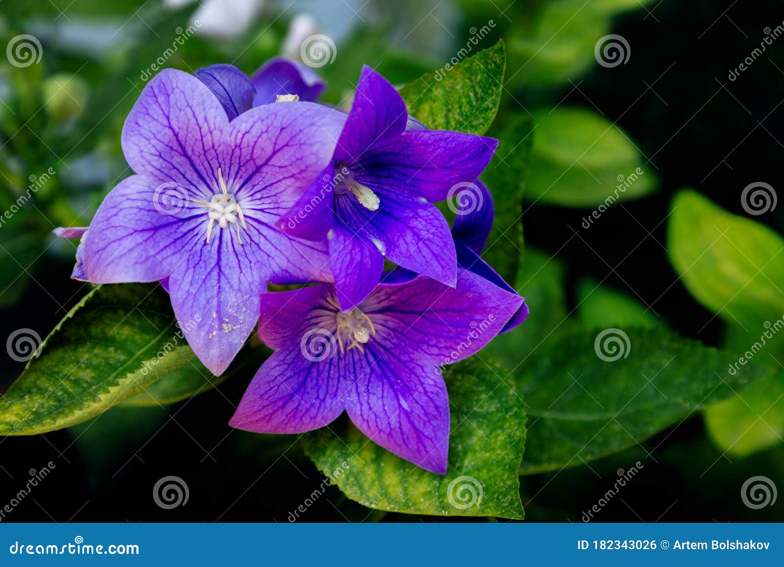 Beautiful Purple Bell Flower In The Garden Selective Focus Bokeh Stock