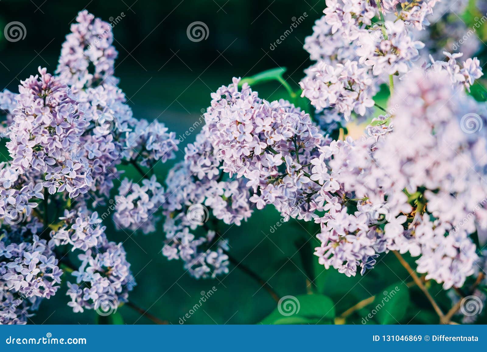 Beautiful Purple Bloom of Spring Lilac Bushes Stock Image - Image of ...