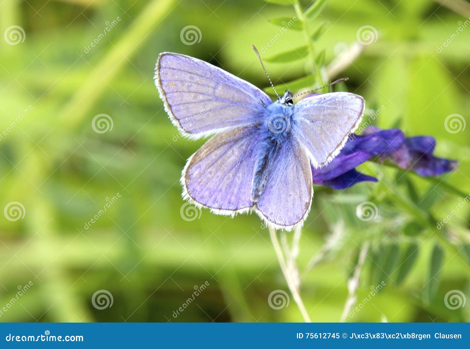 Beautiful Purple and Blue Colored Butterfly Stock Image - Image of ...