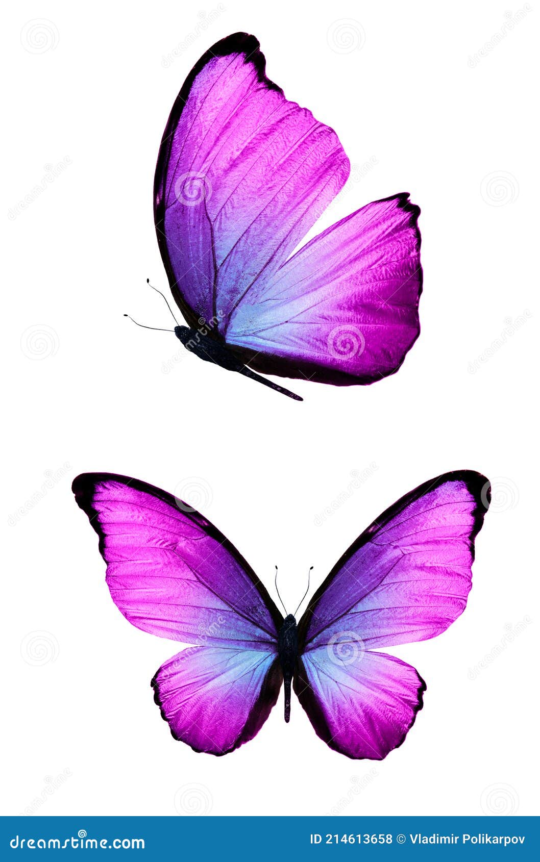Beautiful Purple Butterfly Isolated on White Background Stock Photo ...