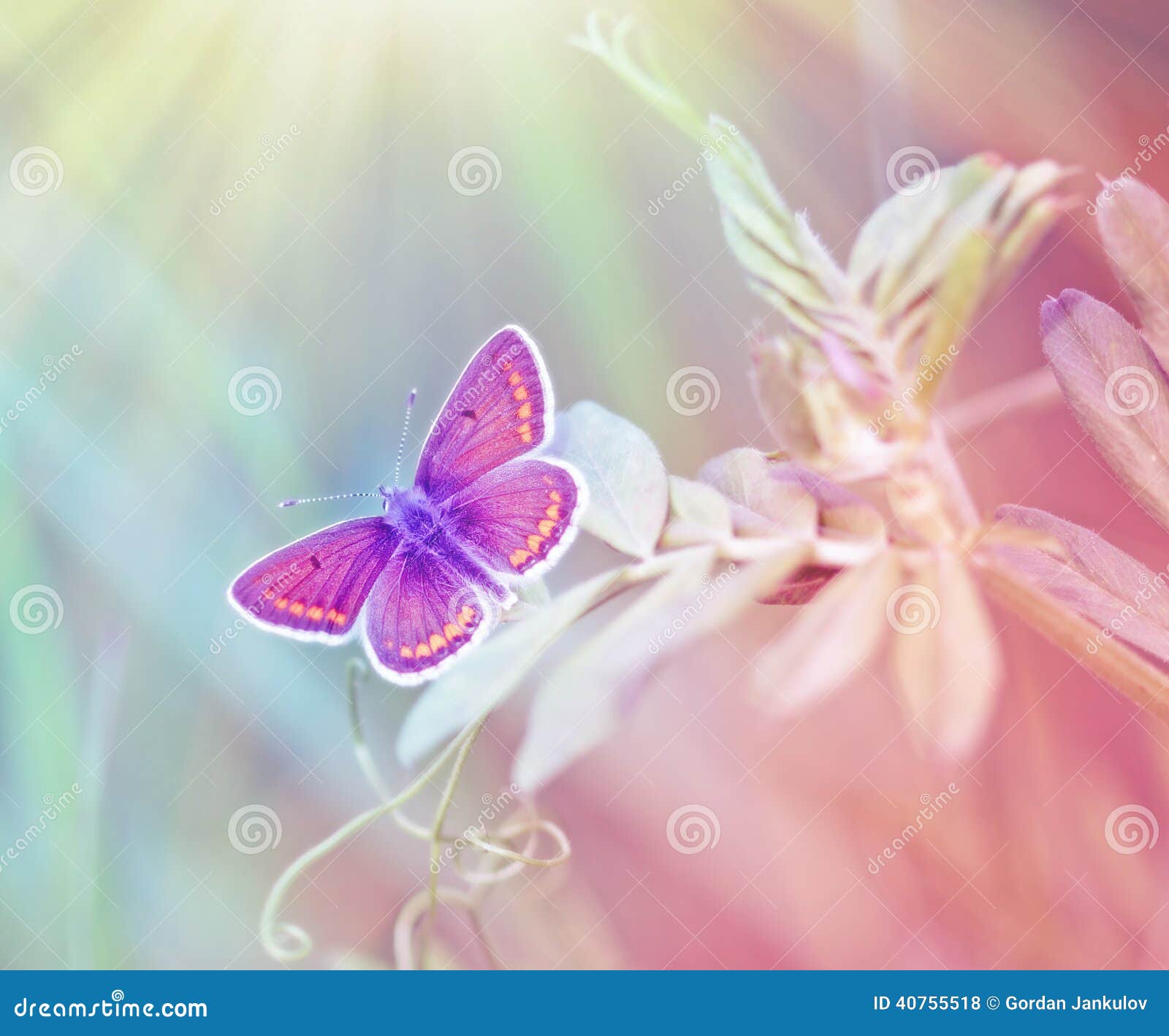 Beautiful Purple Butterfly Lit by Sun Light Stock Photo - Image of ...