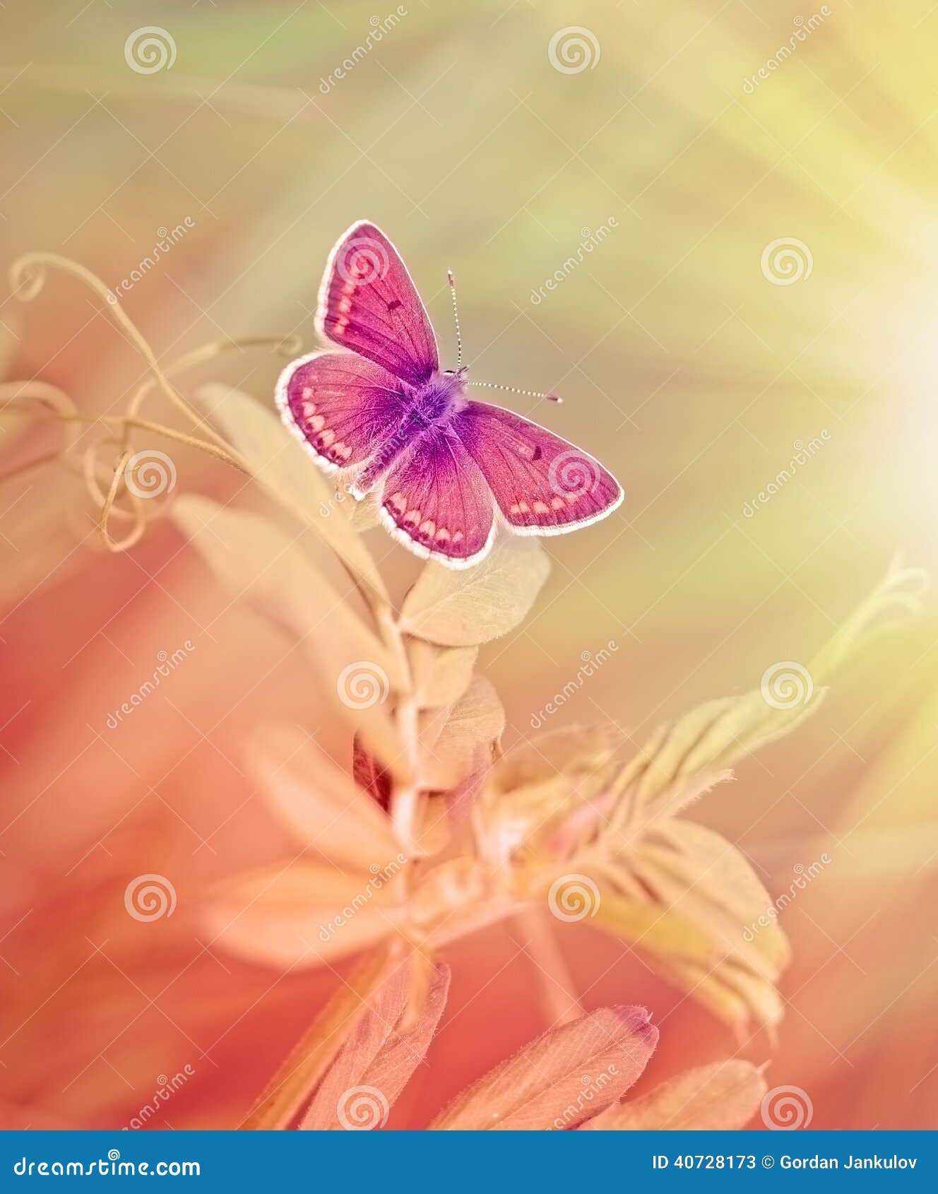 Beautiful Purple Butterfly on Spring Grass Stock Image - Image of macro ...