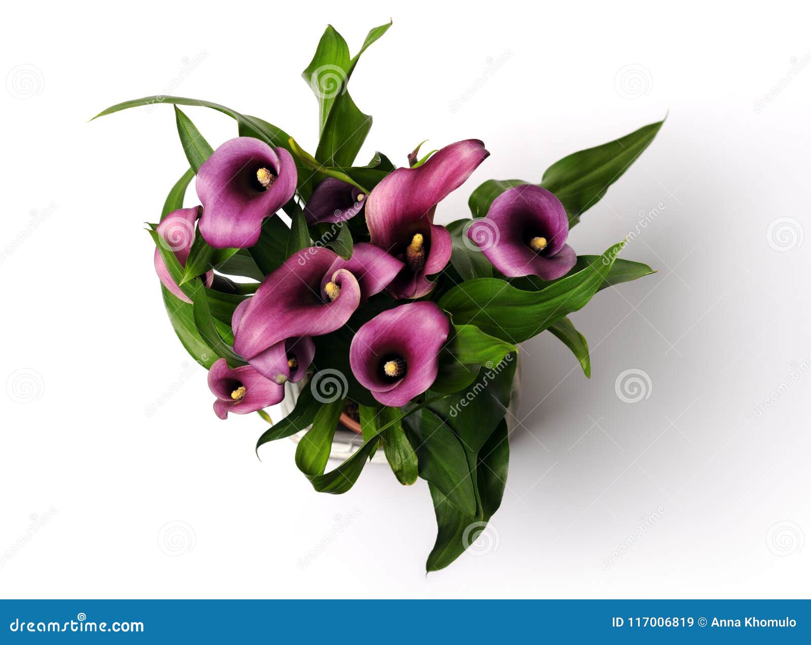 Beautiful Purple Calla Lilies Stock Image - Image of calla, lilies ...