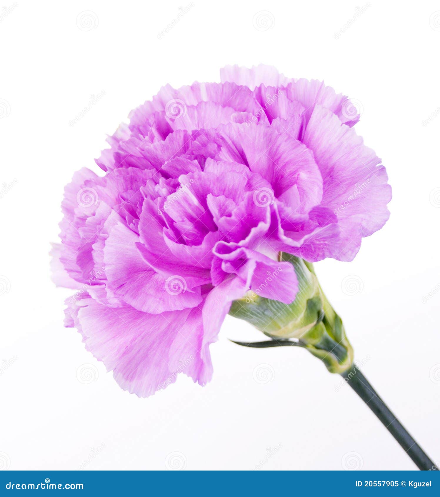 Beautiful Purple Carnation stock image. Image of beautiful - 20557905