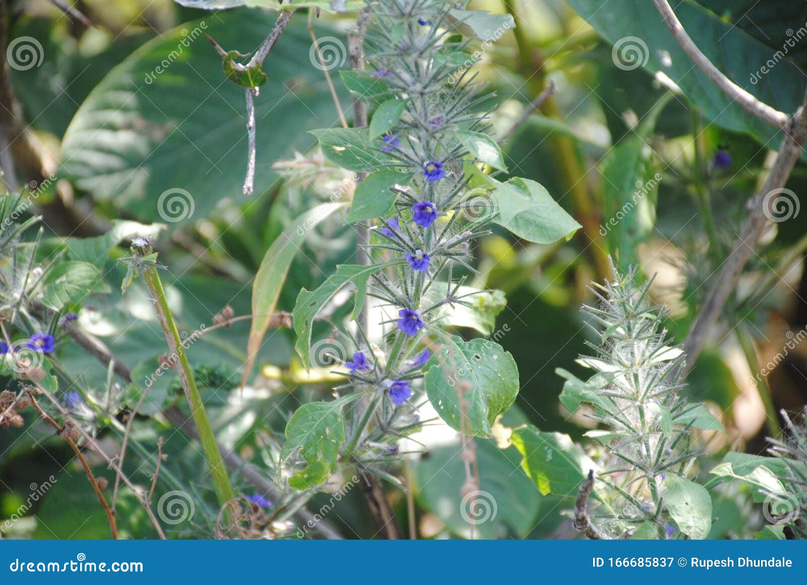 Beautiful Purple Colour Flowers Stock Image - Image of flowers, purple ...