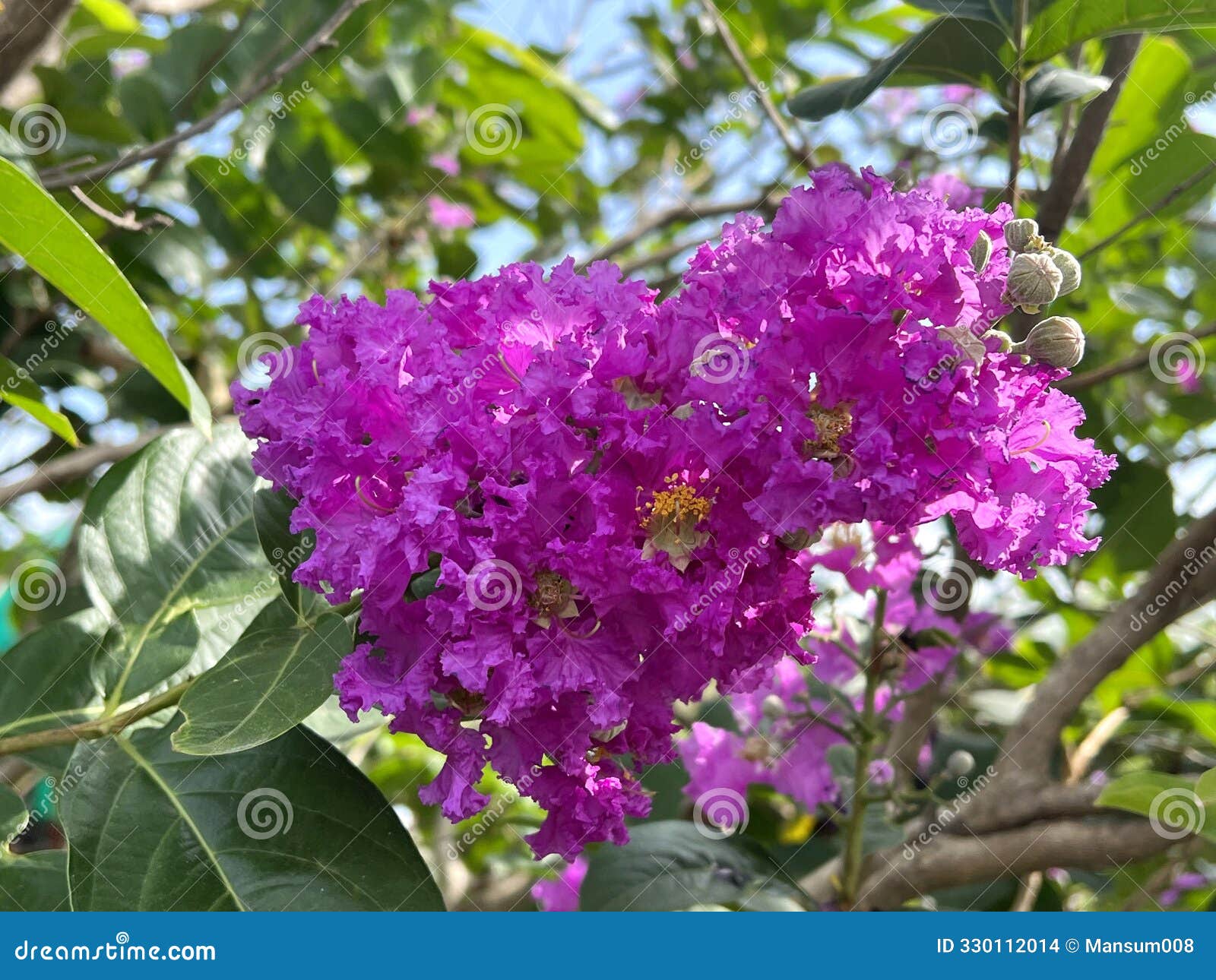 Purple Crape Myrtle Flowers Royalty-Free Stock Photo | CartoonDealer ...