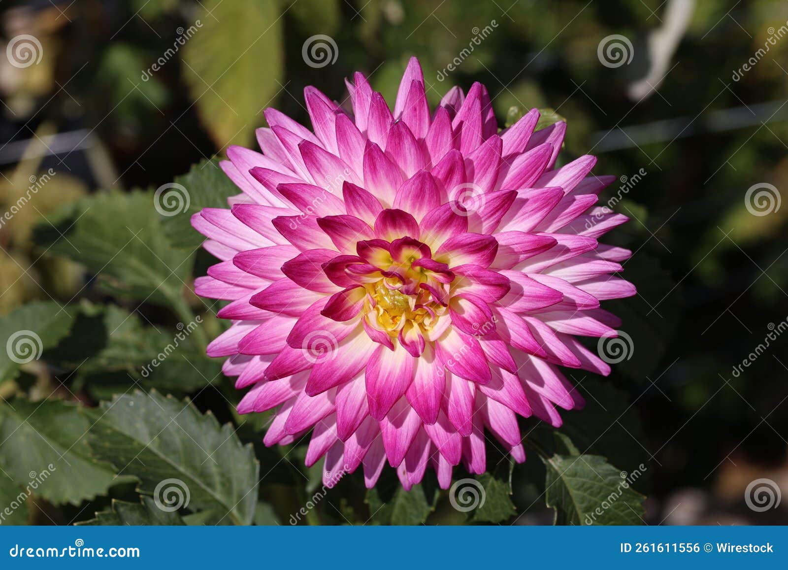 Beautiful Purple Dalia Flower in the Park Stock Photo - Image of ...