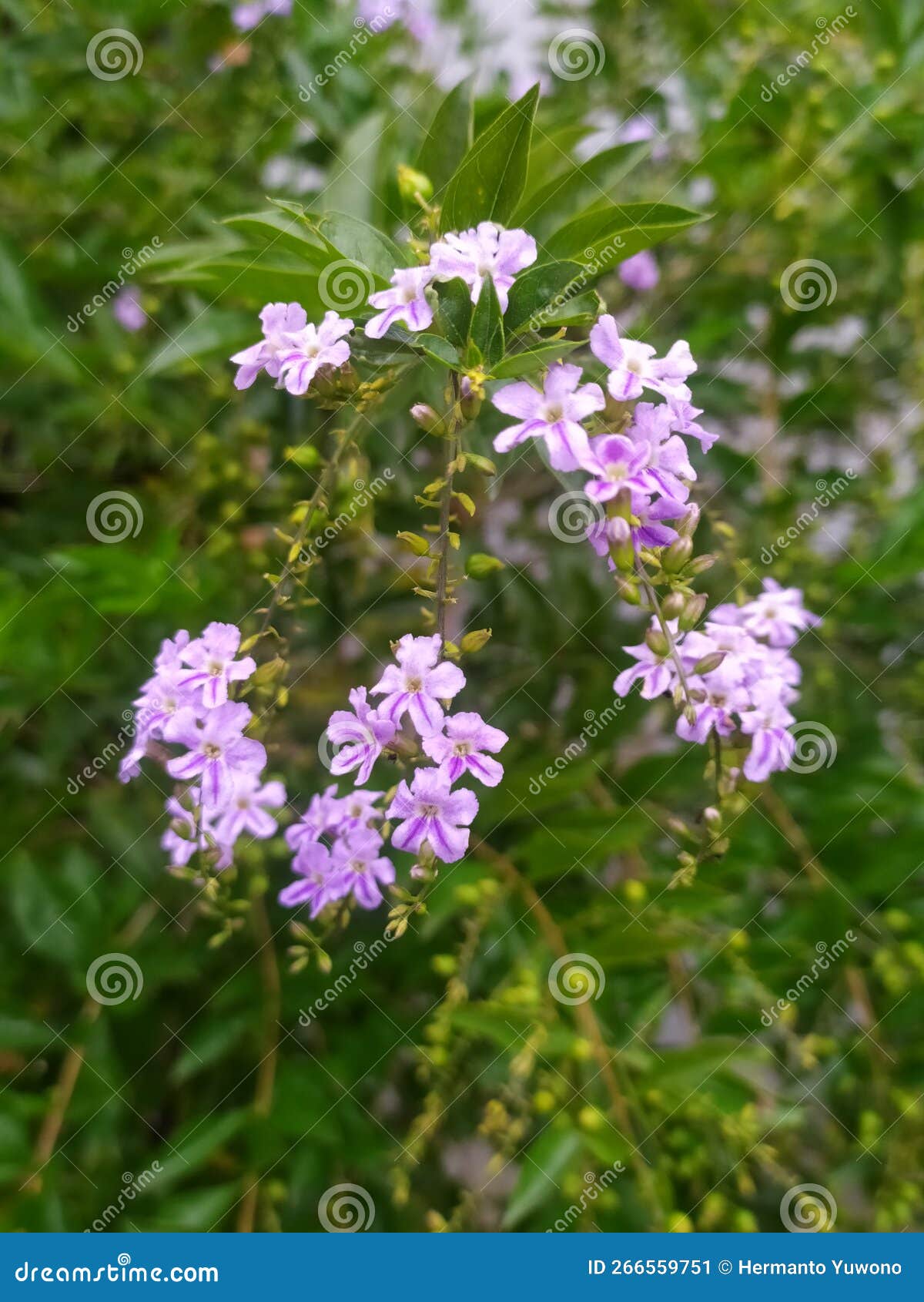 Beautiful Purple Duranta Erecta Flower in the Garden Stock Image ...