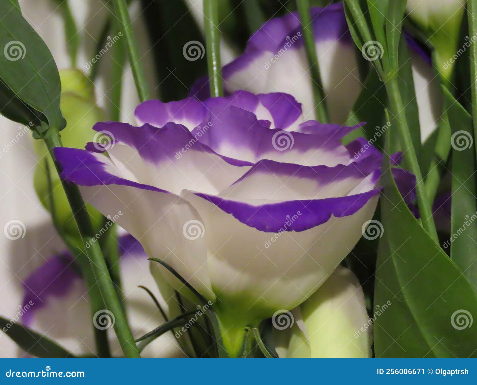 Beautiful Purple Eustoma Flower in a Bouquet. Stock Image - Image of ...