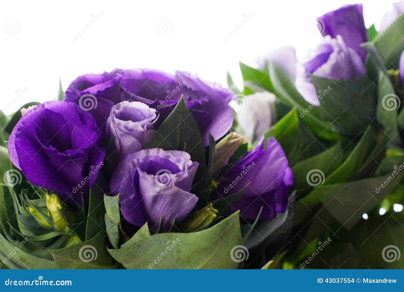 Beautiful purple eustoma stock photo. Image of cultivated - 43037554
