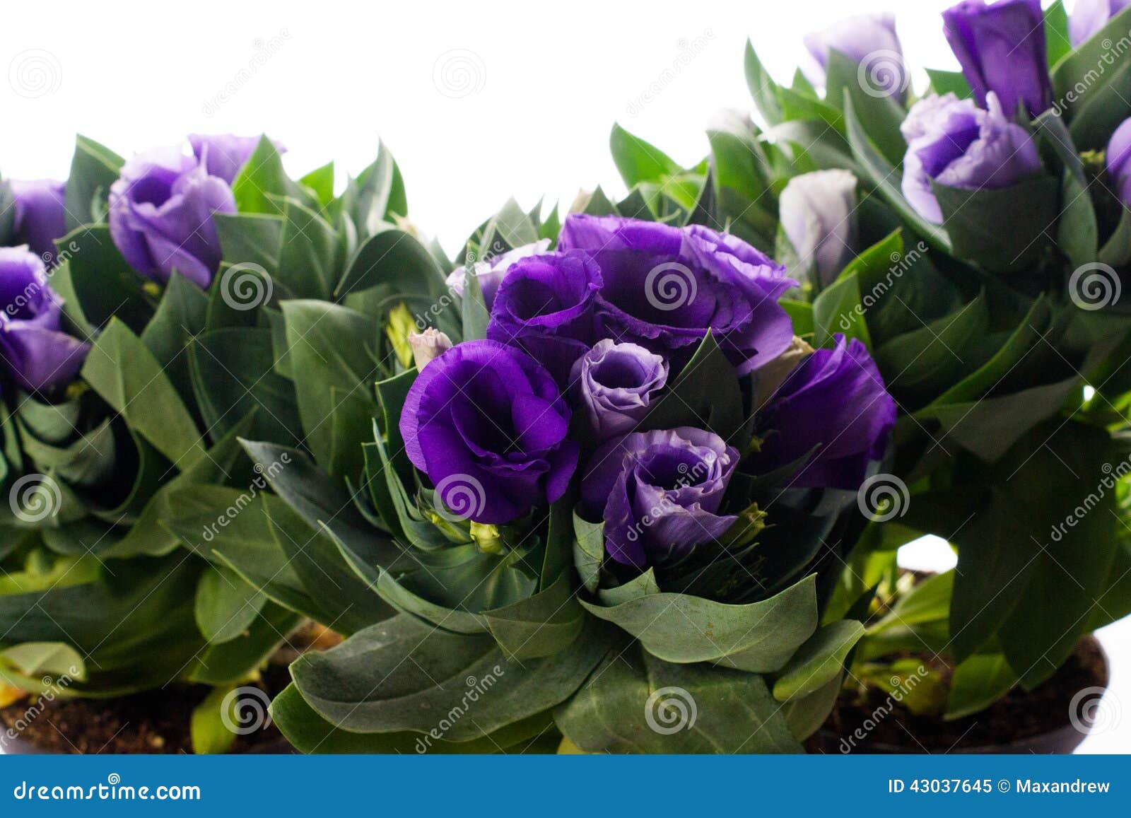 Beautiful purple eustoma stock image. Image of flower - 43037645