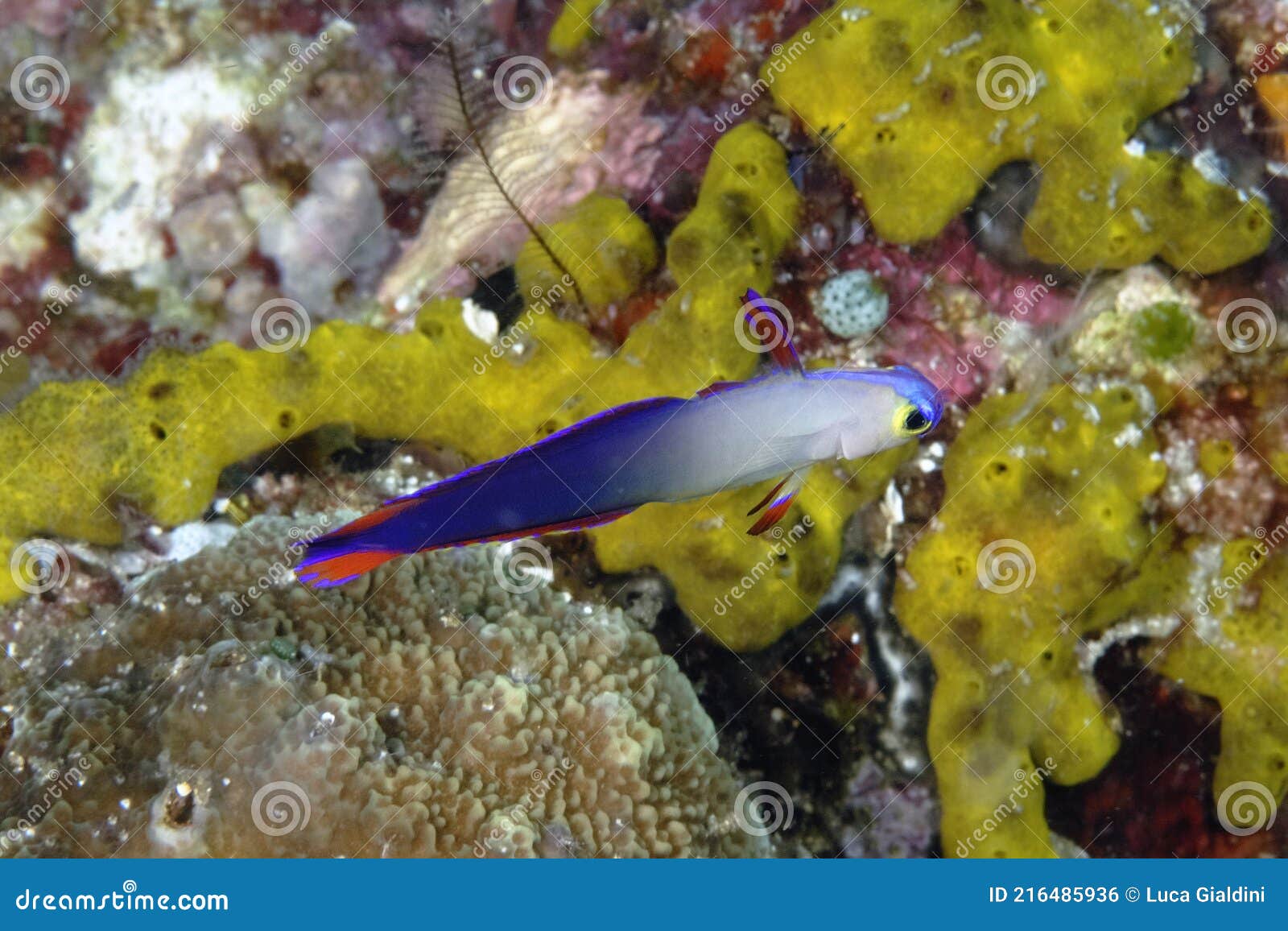 A Beautiful Purple Fire Goby Stock Photo - Image of indonesia, natural ...