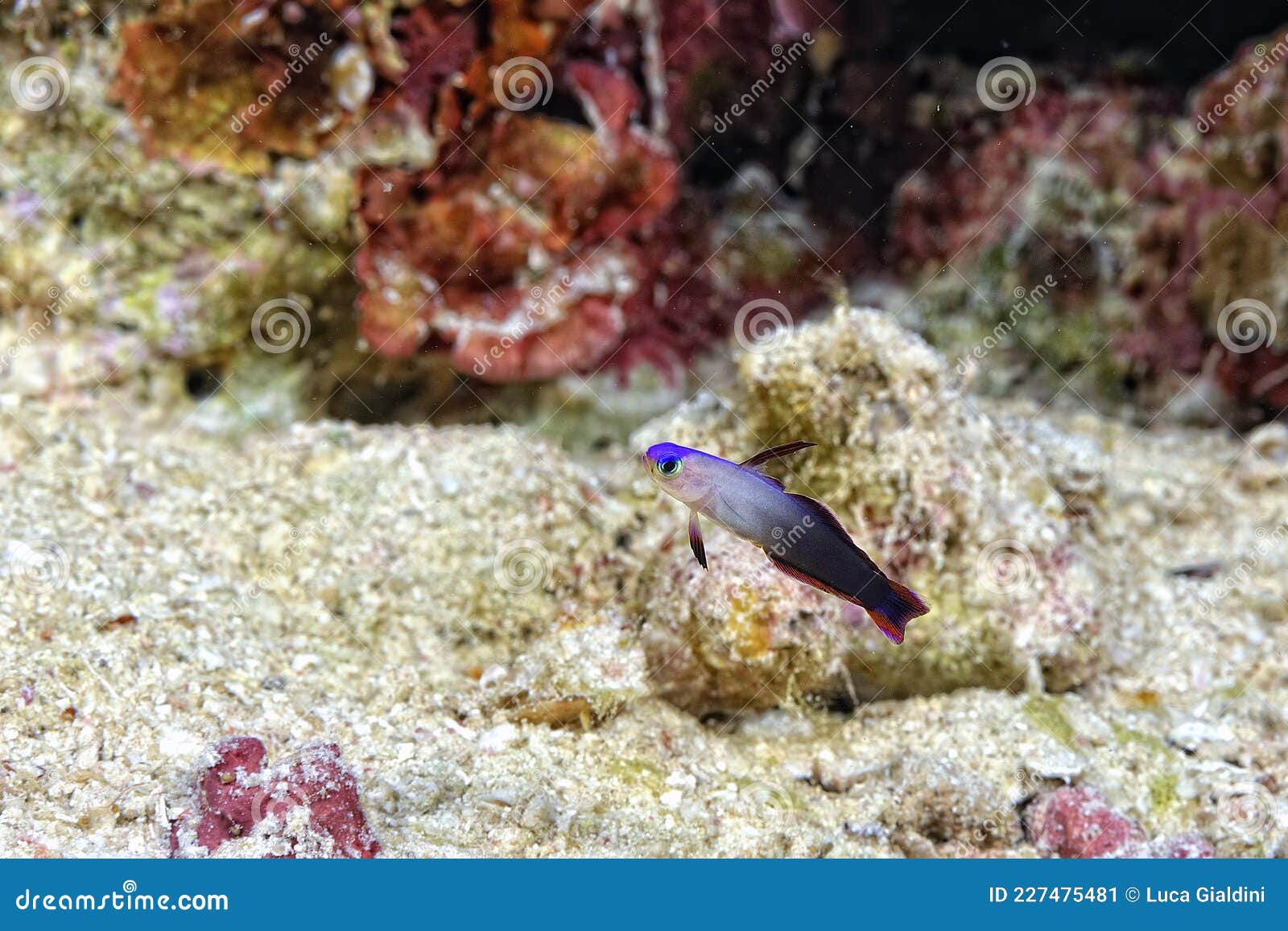 A Beautiful Purple Fire Goby Stock Image - Image of goby, decorated ...