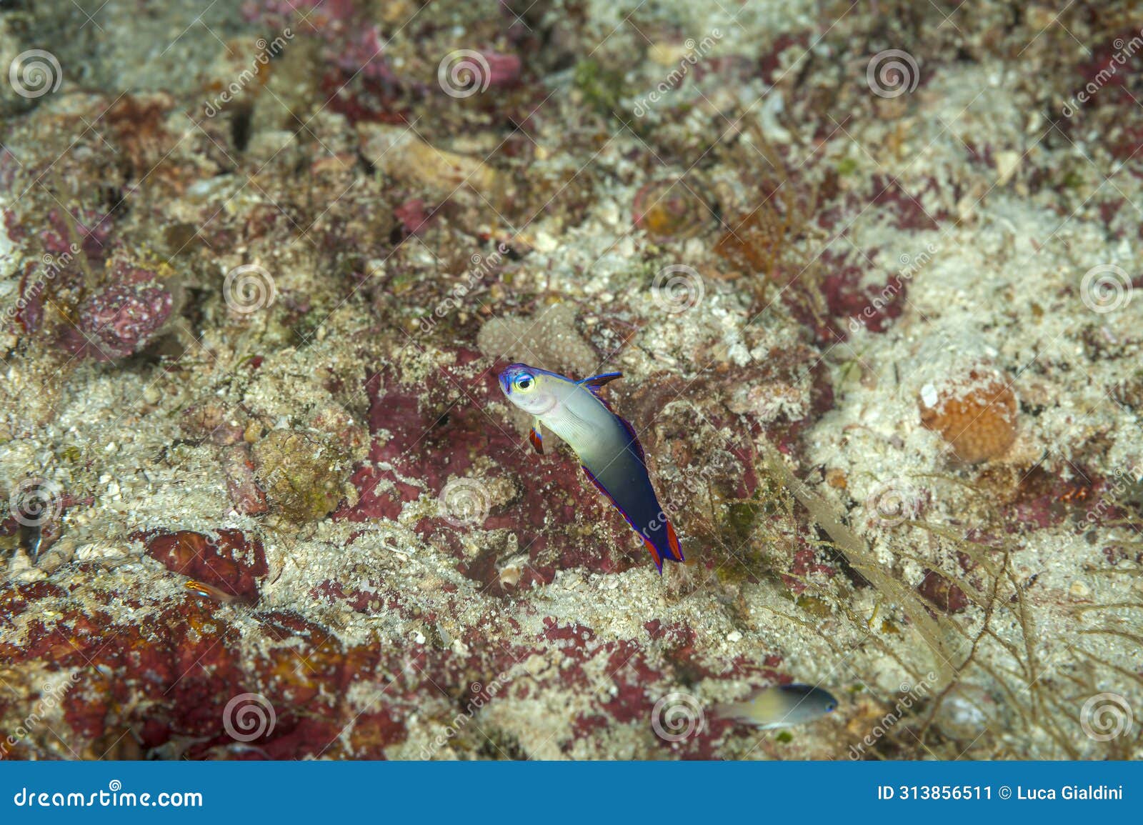 A Beautiful Purple Fire Goby Stock Image - Image of fire, fish: 313856511