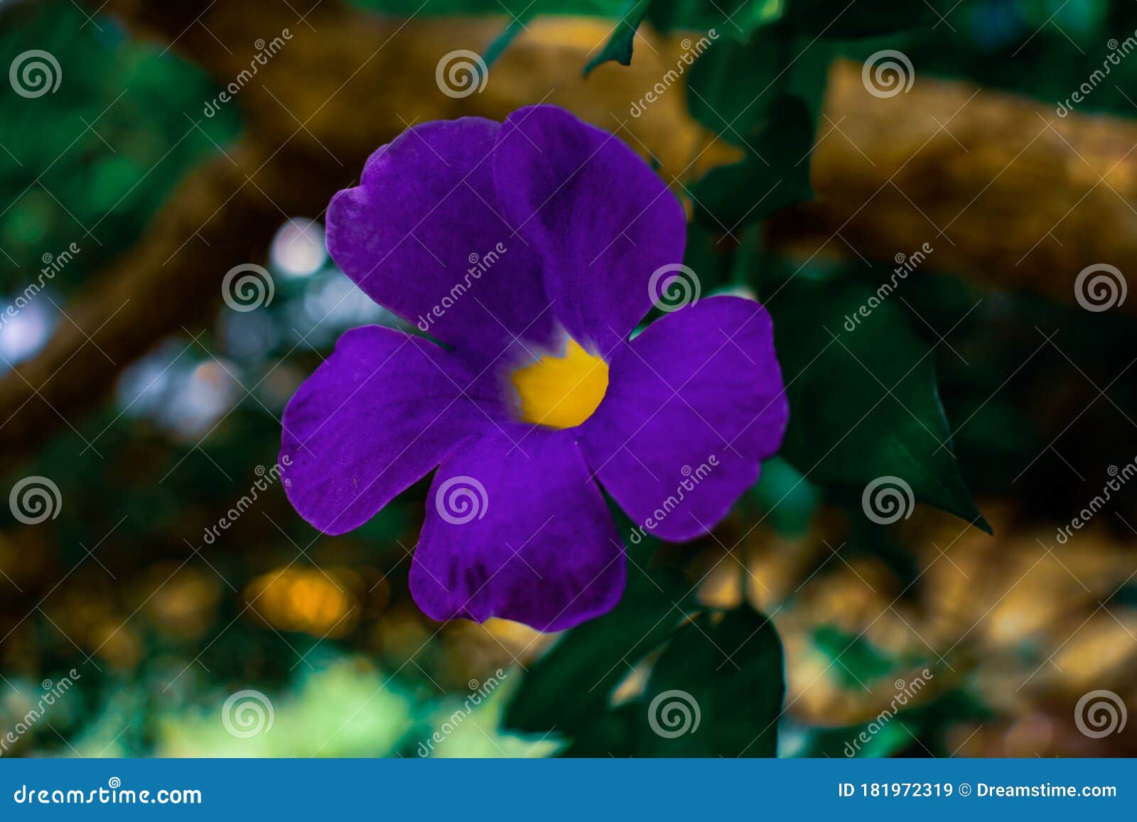 Flower Being Step On Royalty-Free Stock Image | CartoonDealer.com #42495604