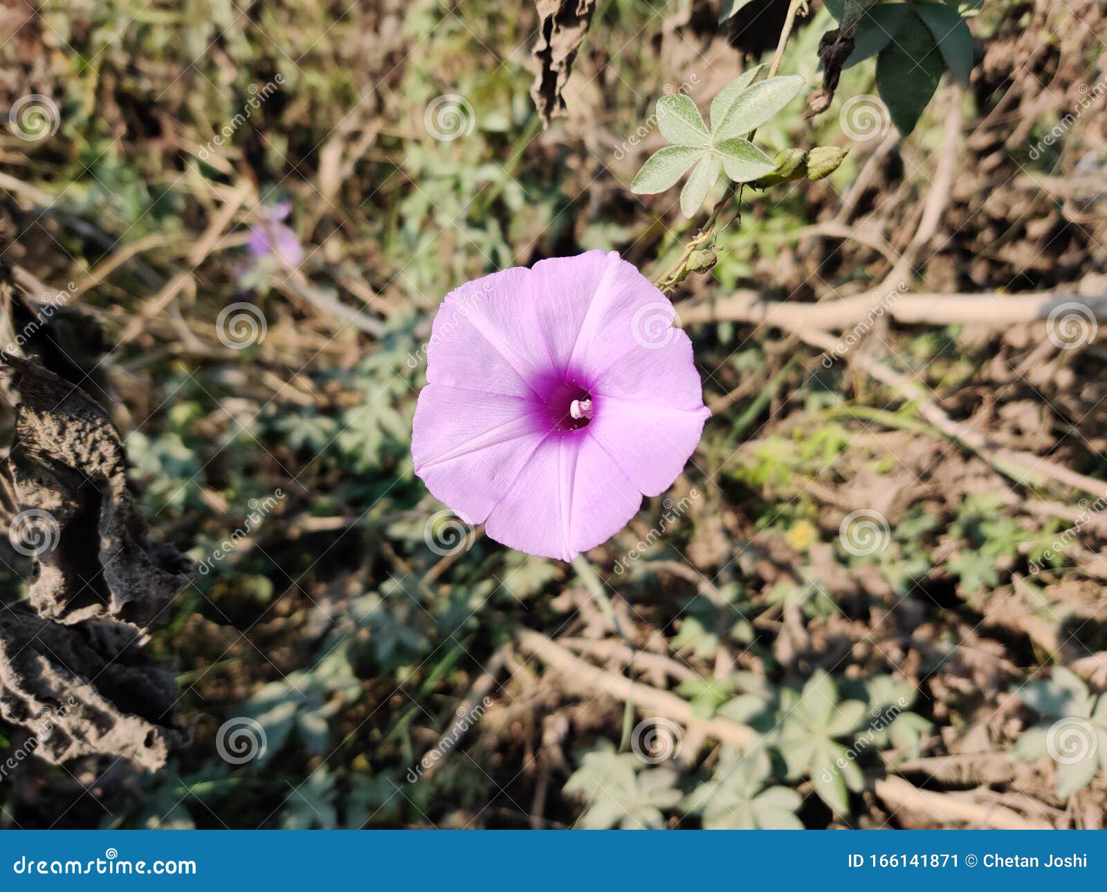 A Beautiful Purple Flower in Day Light Stock Image - Image of purple ...