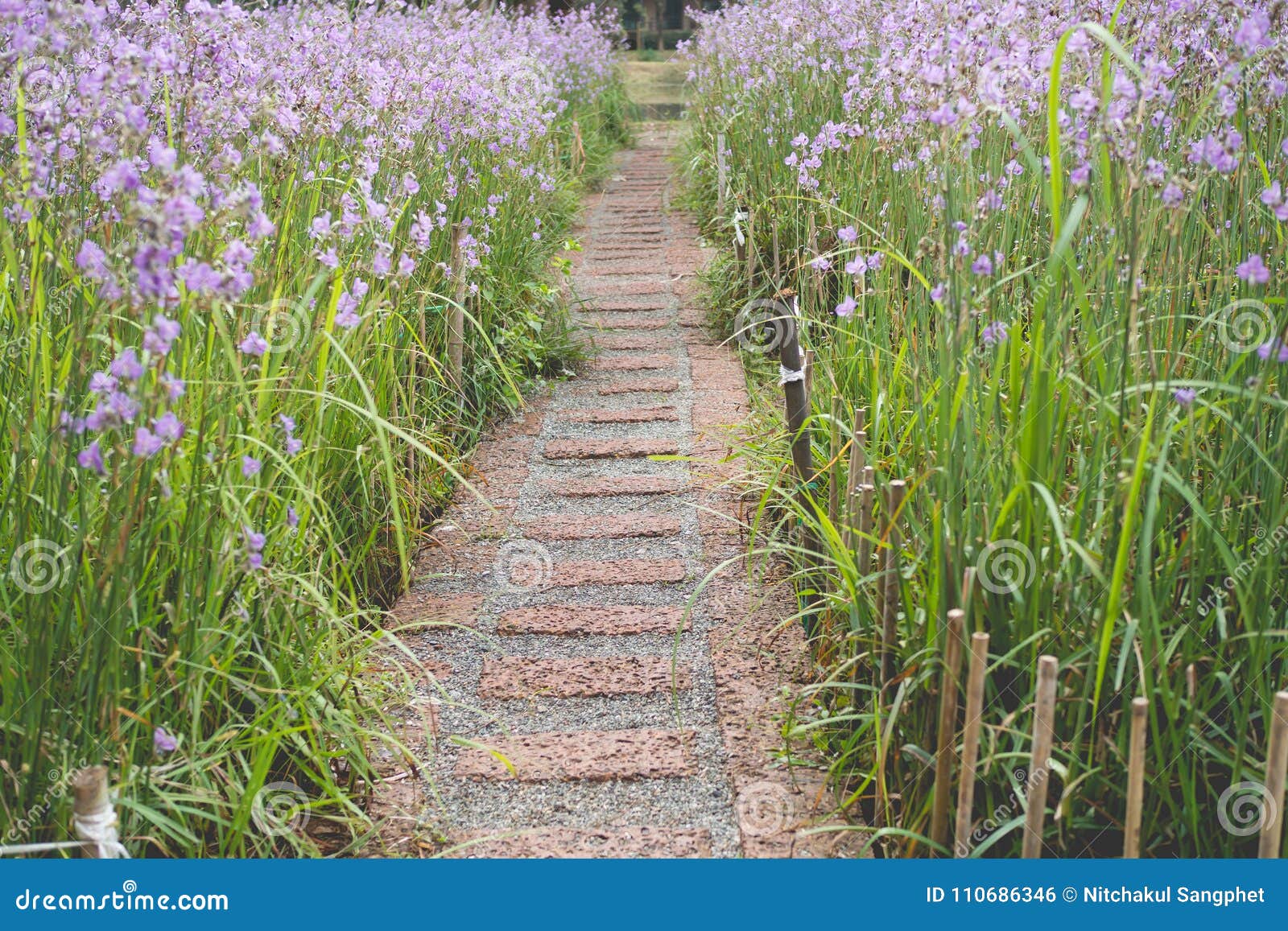 Beautiful of Purple Flower Garden with Stone Pathway at Flower Stock ...