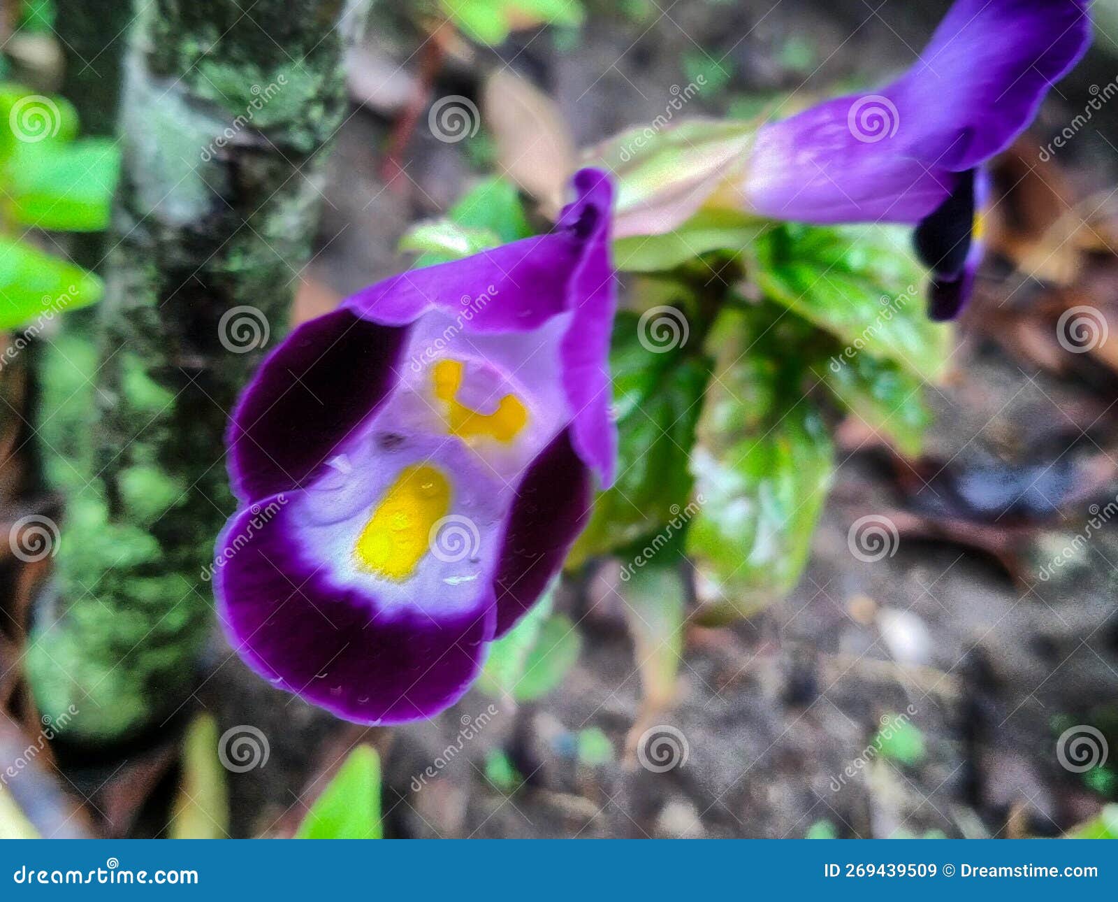 Beautiful Purple Flower Growth in the Side of Tree Stock Image - Image ...