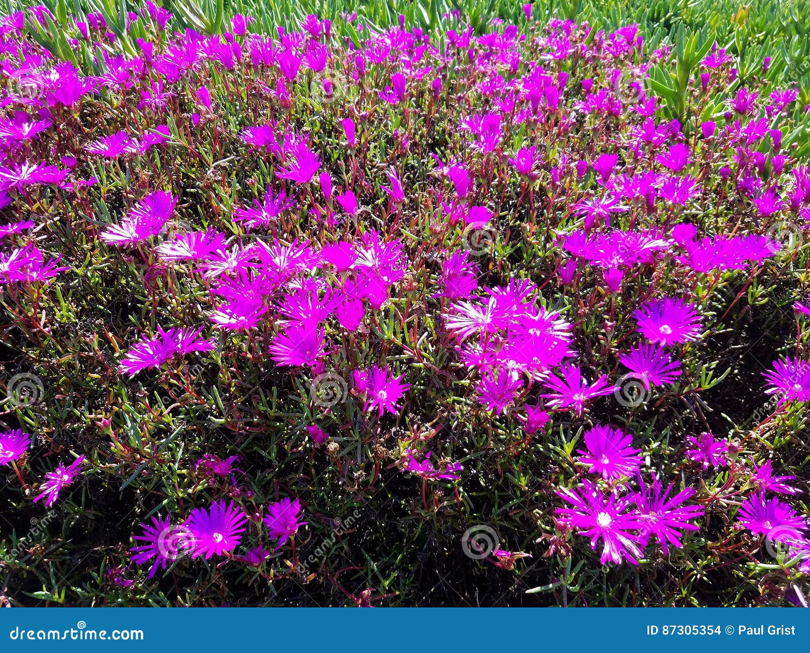 Beautiful Purple Flower Patch 4k Stock Photo - Image of background ...