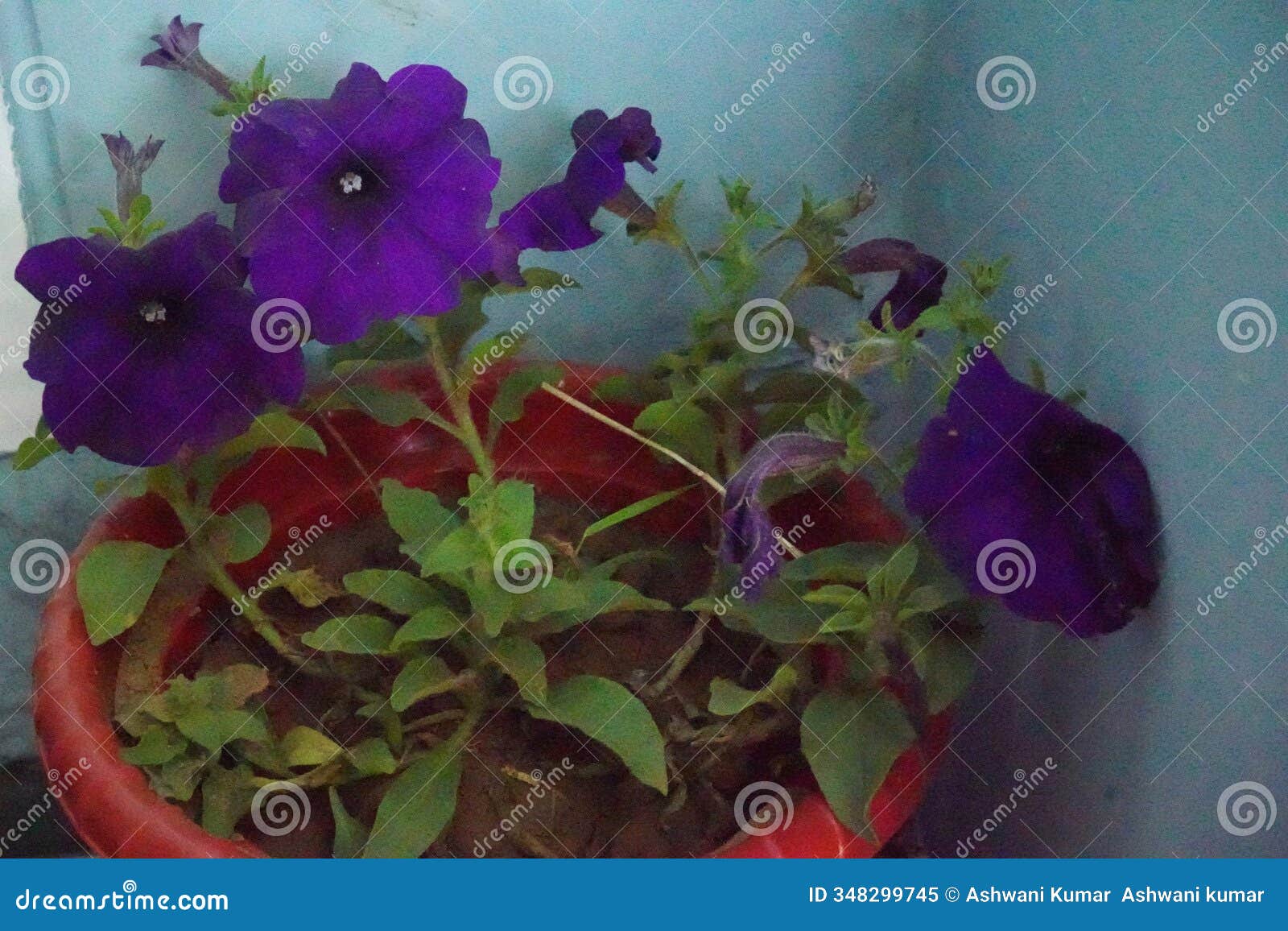 Beautiful Purple Flower in Port. Stock Image - Image of beauty, leaves ...
