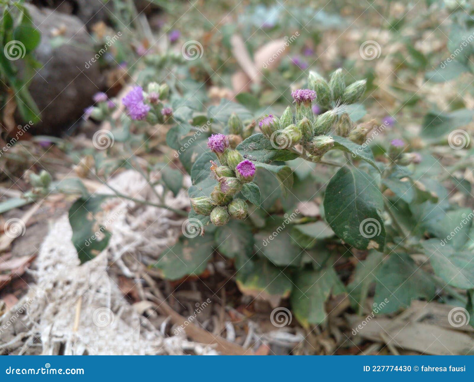 A Beautiful Purple Flowered Weed Stock Photo - Image of flowered ...